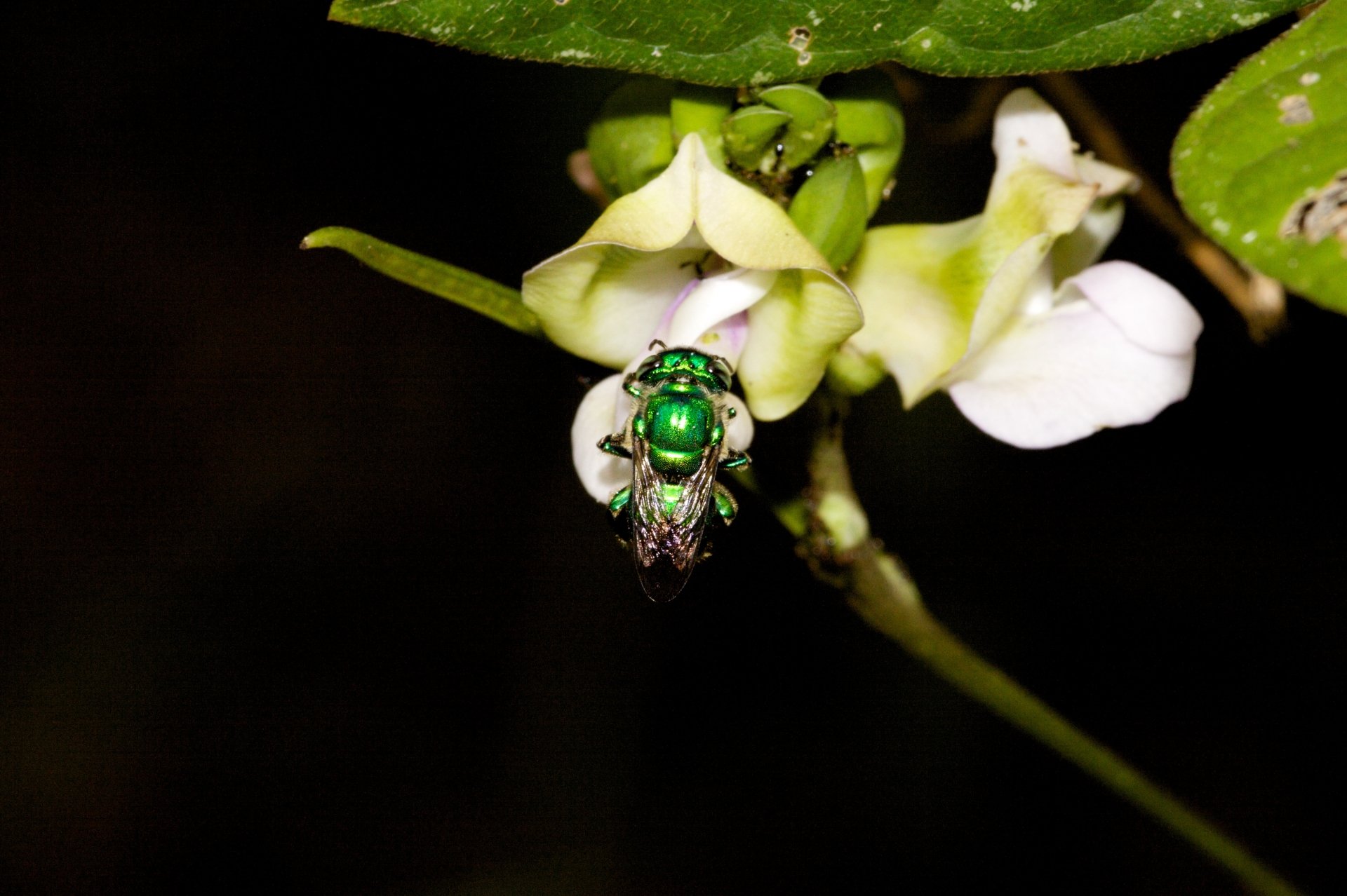 Download Animal Insect 4k Ultra HD Wallpaper