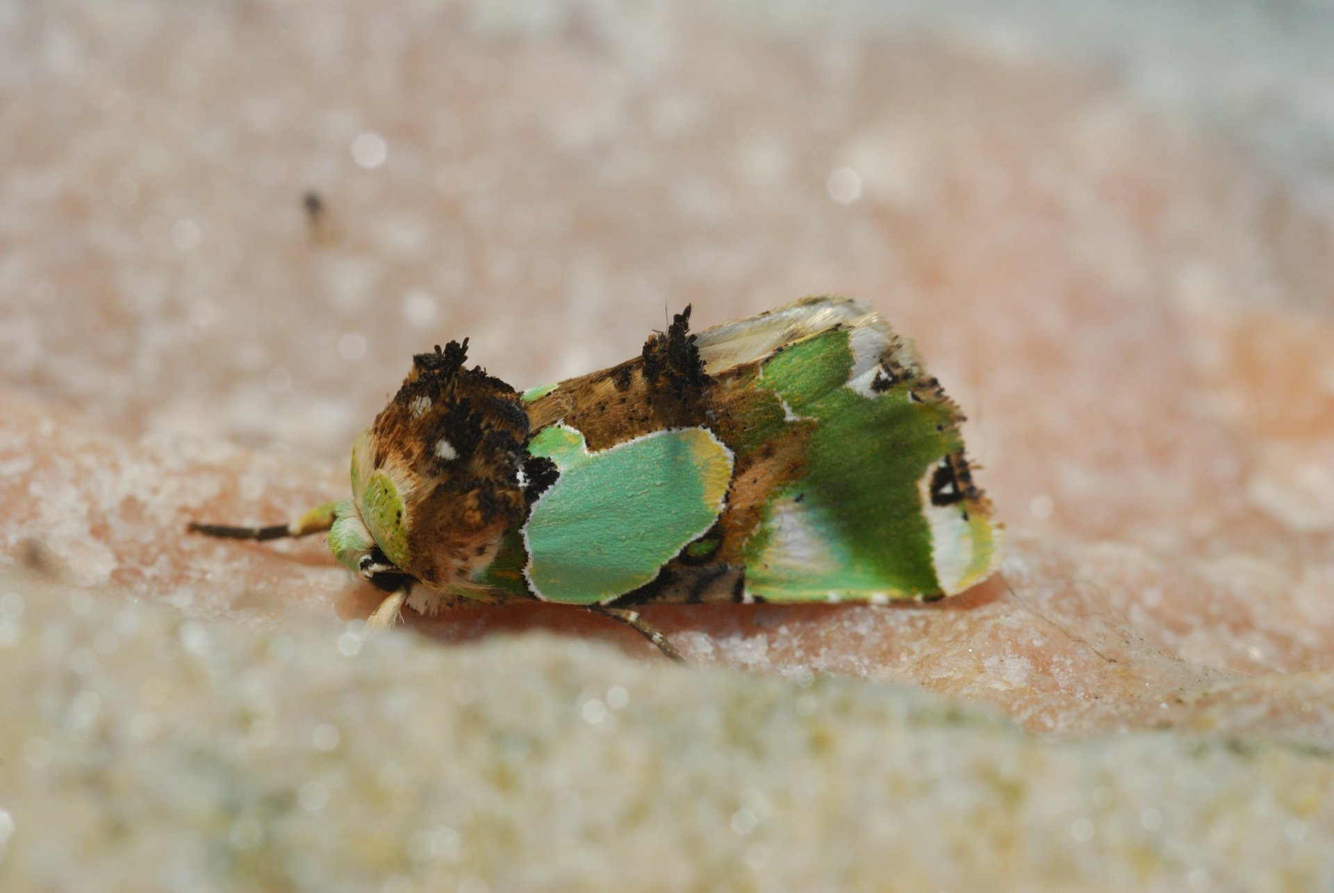 Download Animal Moth HD Wallpaper