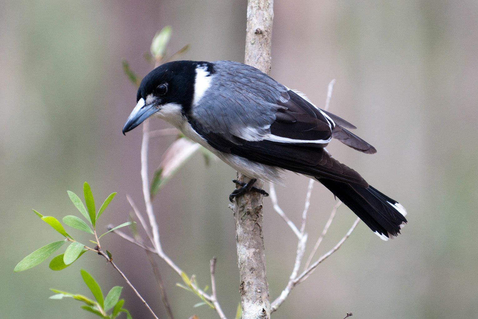 Download Animal Butcherbird Wallpaper