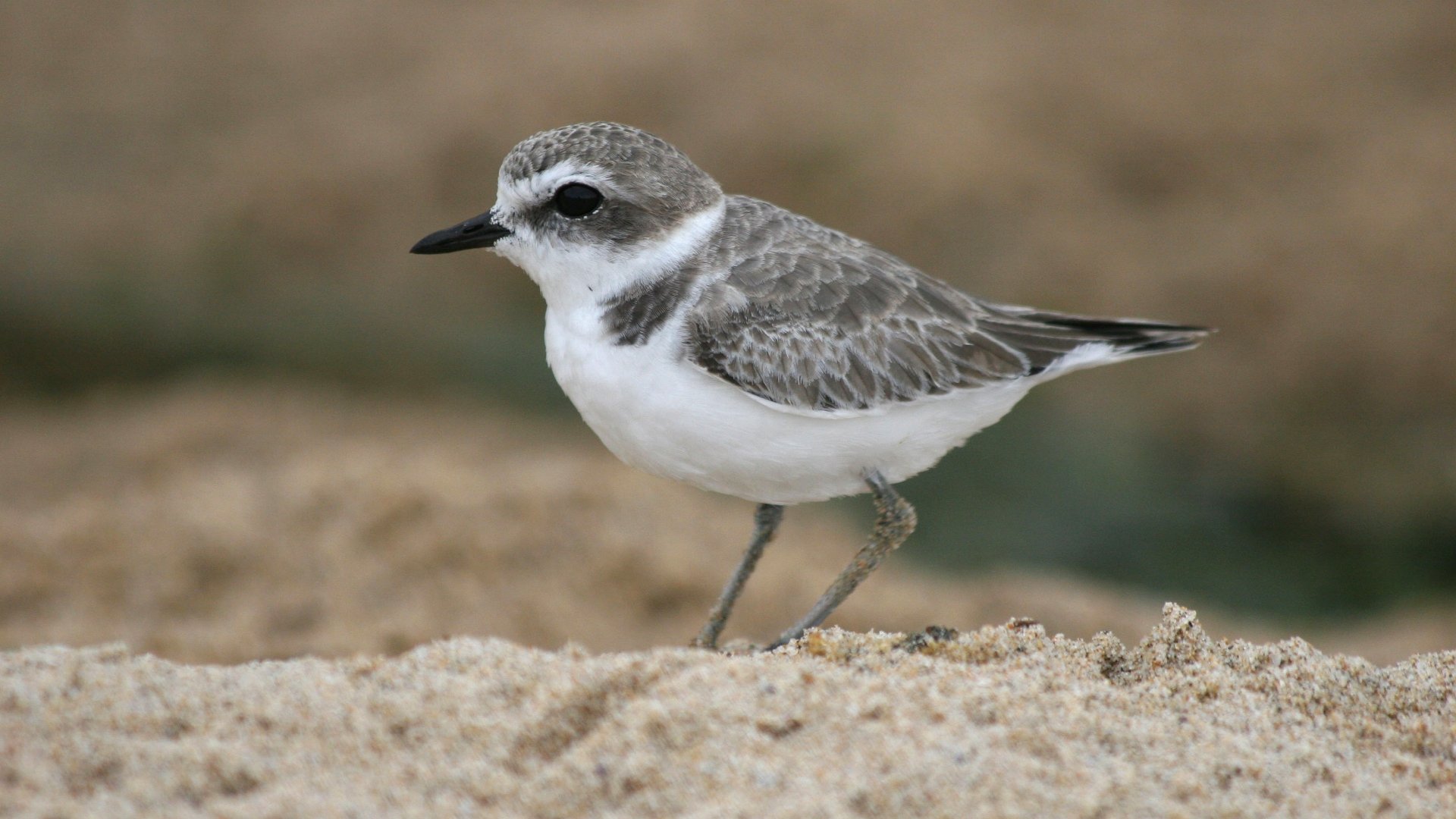Download Snowy Plover Bird Animal Plover HD Wallpaper