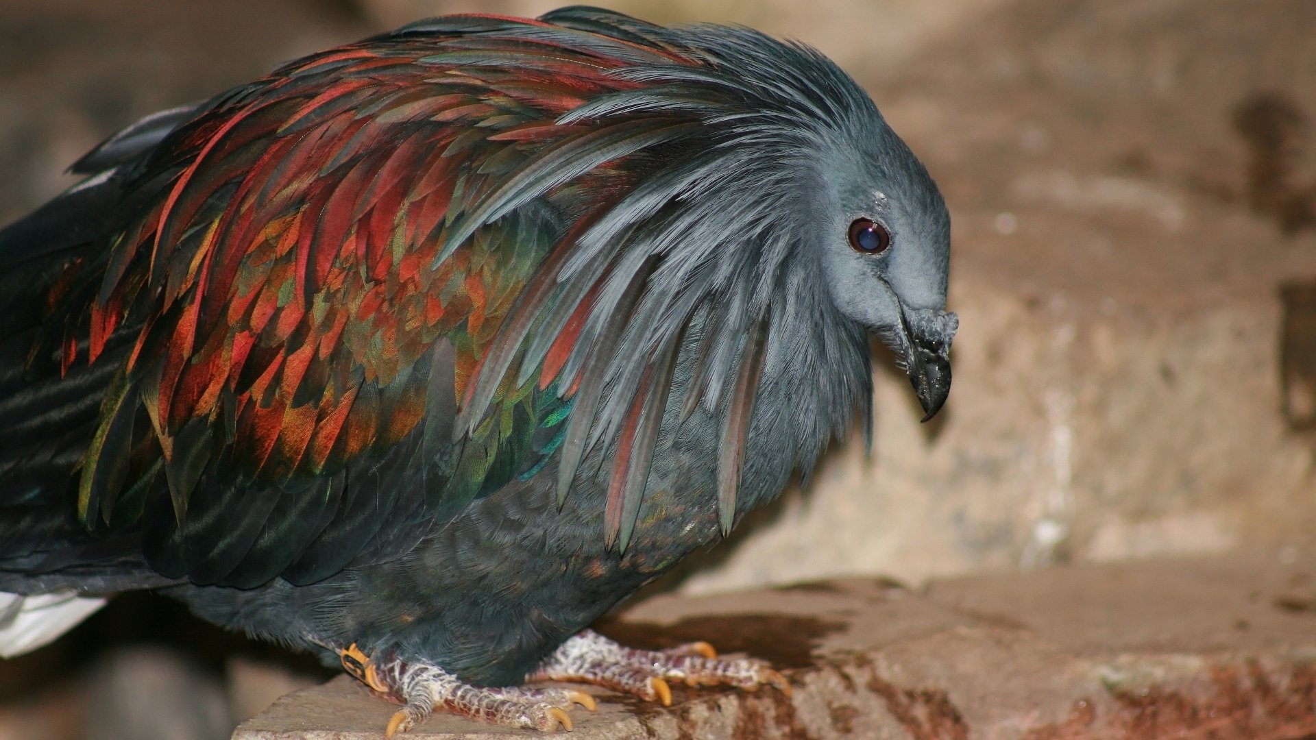 Download Animal Nicobar Pigeon 4k Ultra HD Wallpaper