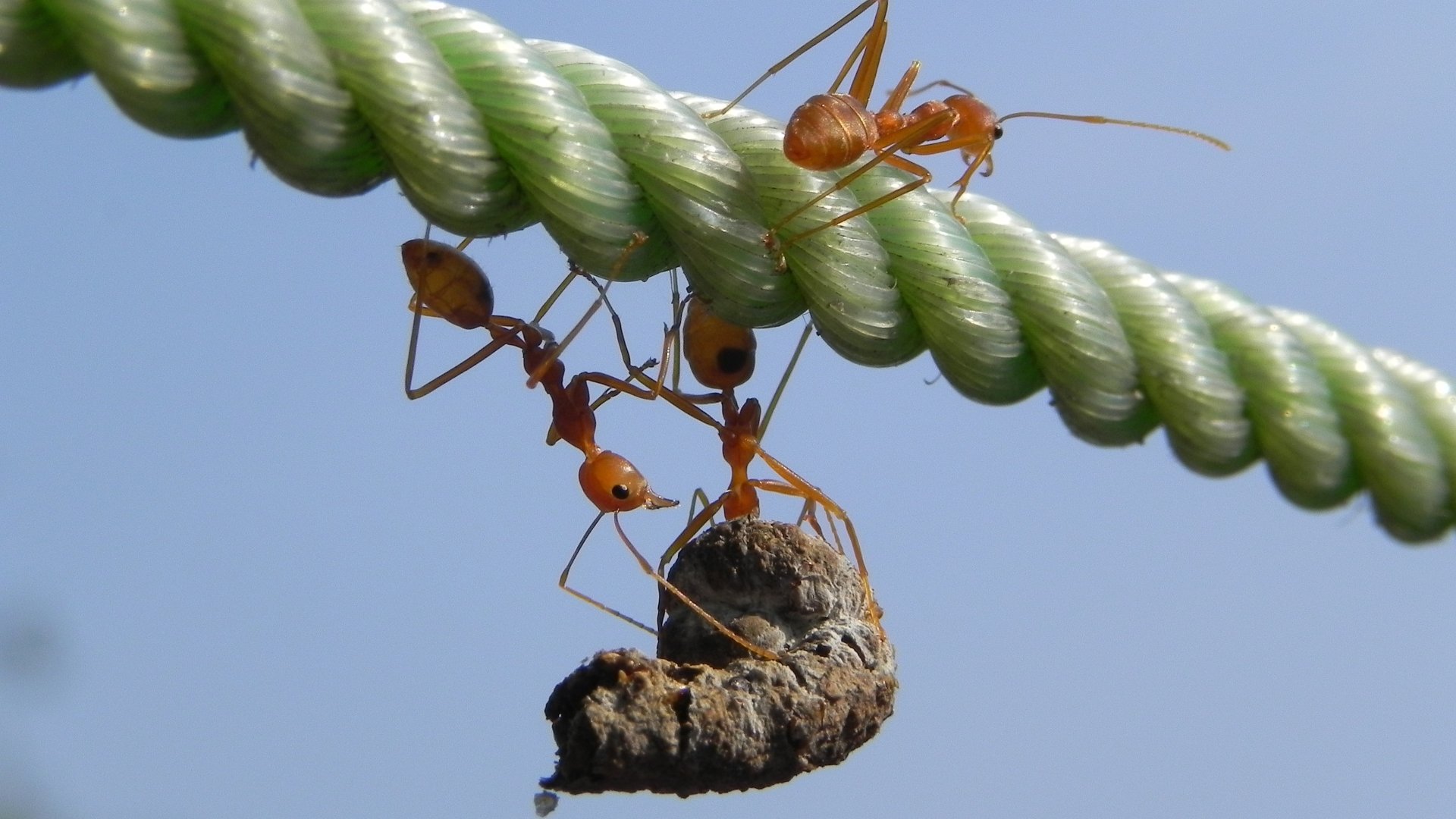 Download Animal Ant HD Wallpaper