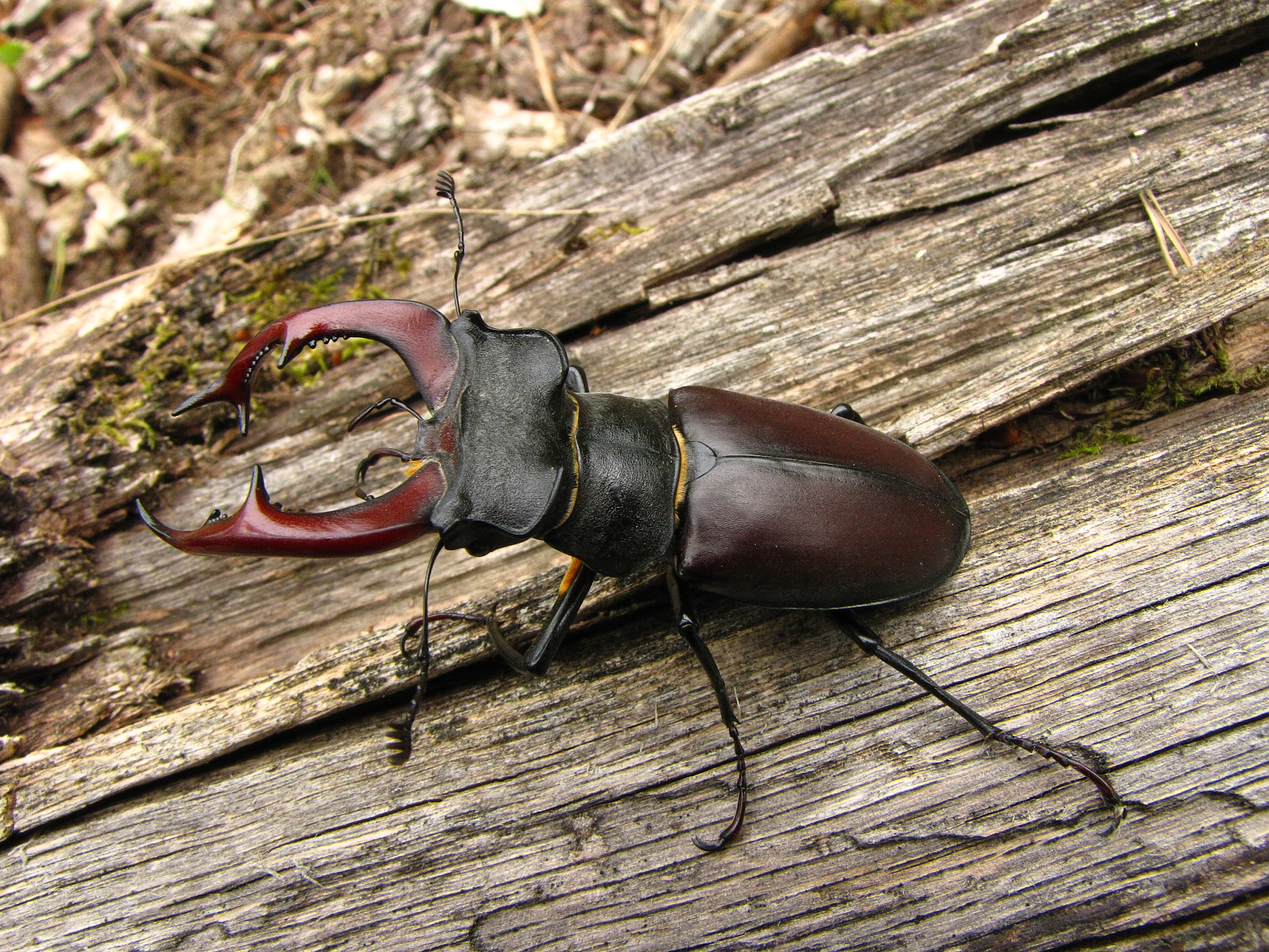 Stag Beetle Wallpaper Colorful Page 13 | Stag Beetle Pictures