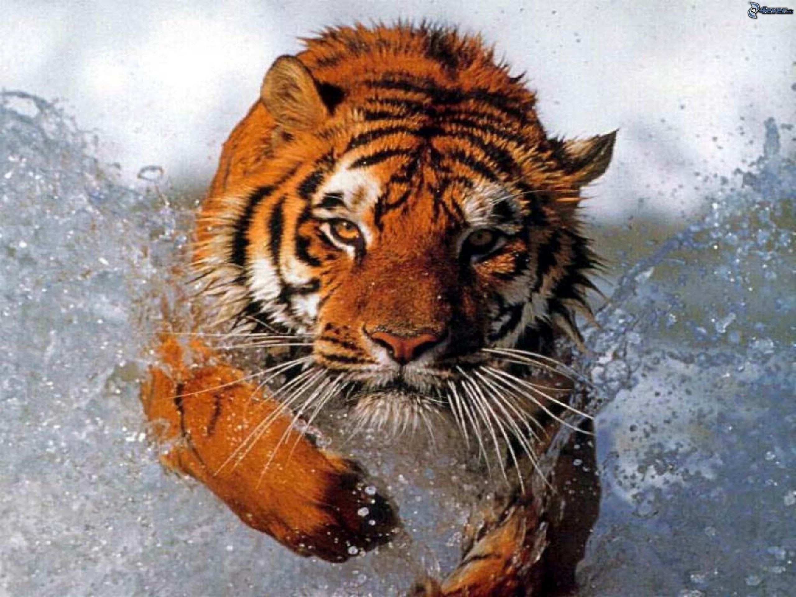 Download Water Animal Tiger HD Wallpaper