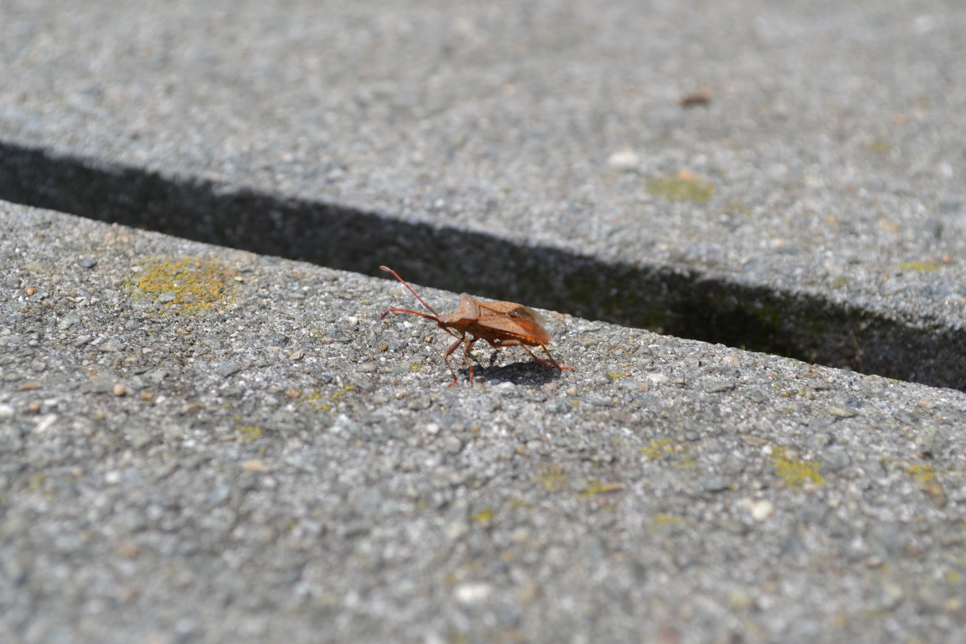 Download Animal Stink Bug 4k Ultra HD Wallpaper | 4608x3072 | Wallpaper ...