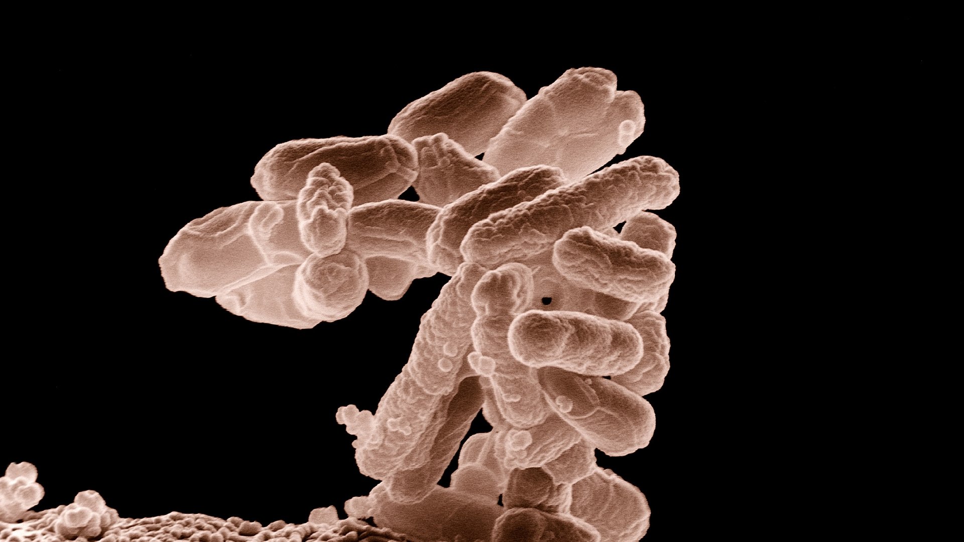 Download Photography Escherichia Coli HD Wallpaper
