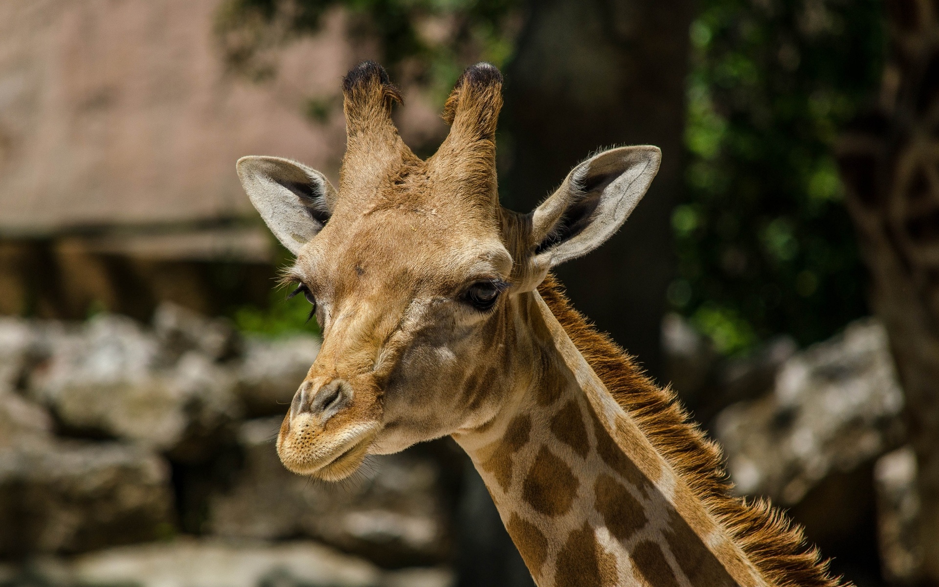 Download Animal Giraffe HD Wallpaper