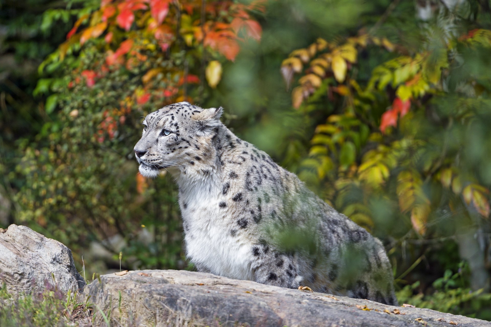 Download Bokeh Forest Animal Snow Leopard 4k Ultra HD Wallpaper