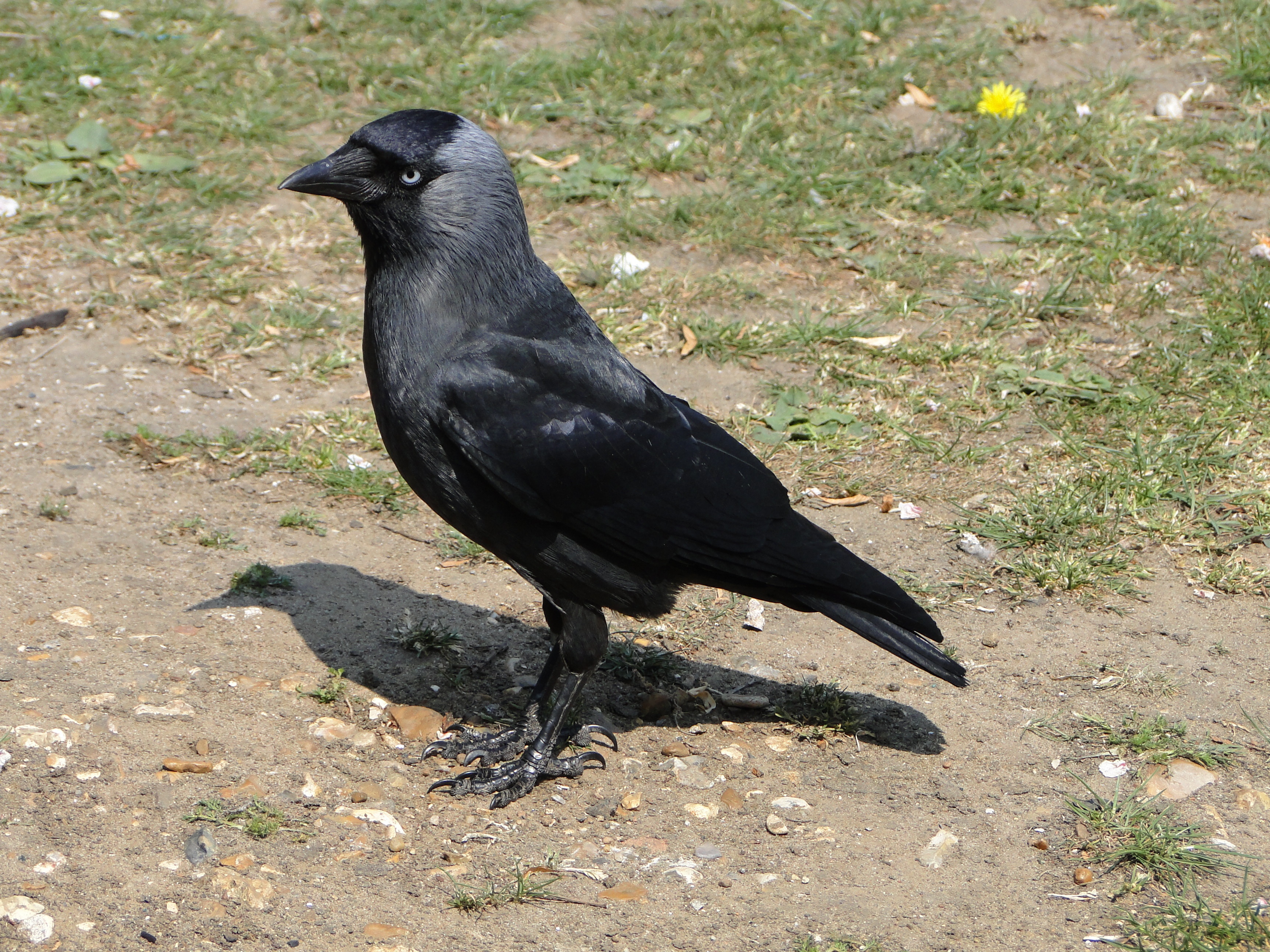 Western Jackdaw HD Wallpaper | Background Image | 3456x2592