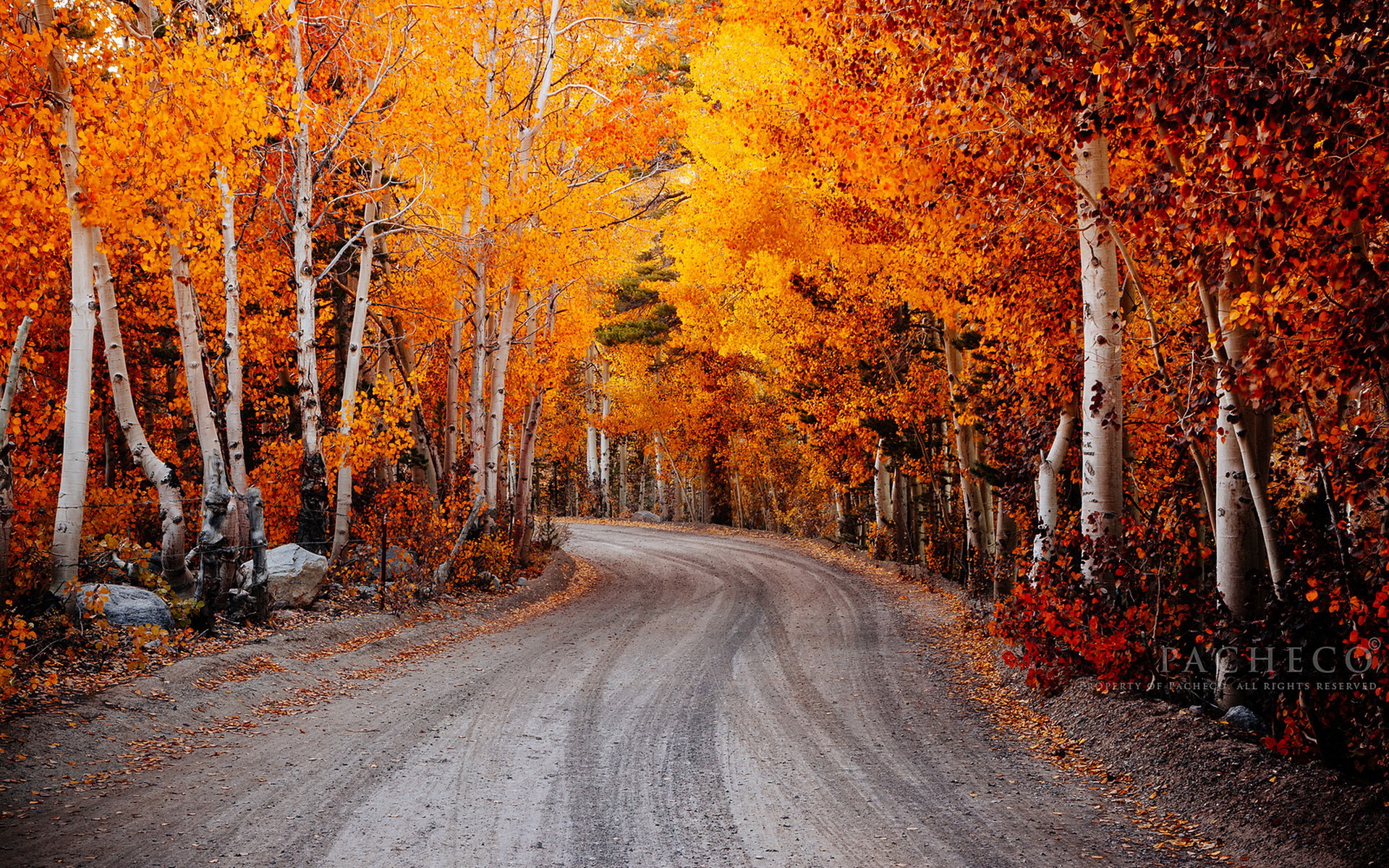 Download Landscape Tree Colors Fall Man Made Road HD Wallpaper By Pacheco Download Landscape Tree Colors Fall Man Made Road HD Wallpaper By Pacheco