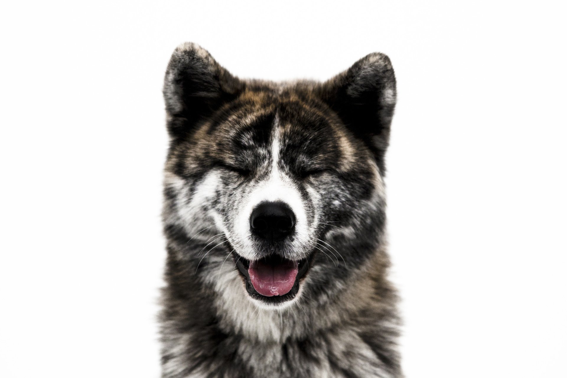 Majestic Akita HD Wallpaper – Stunning Animal Portrait