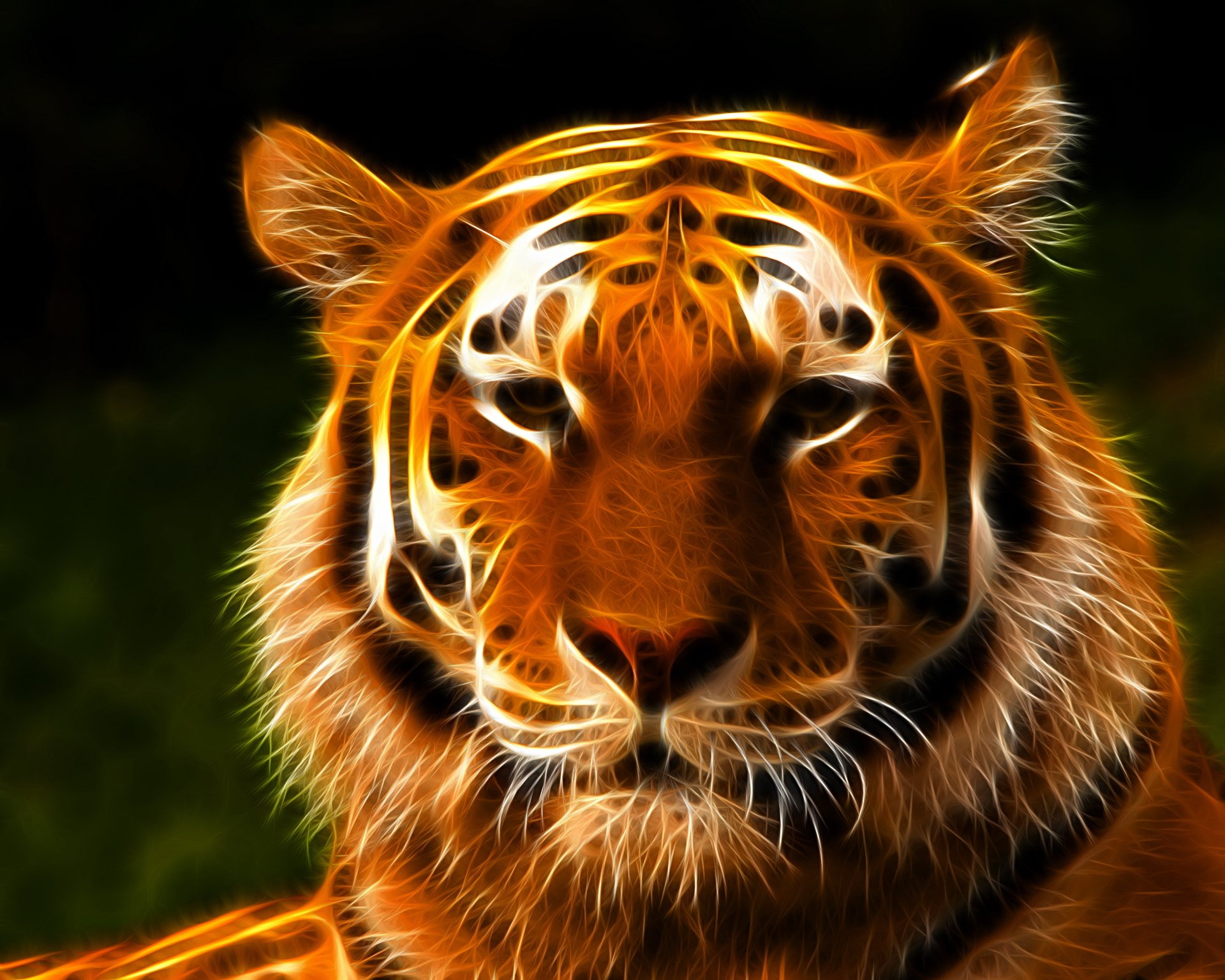 Animal Tiger 4k Ultra HD Wallpaper