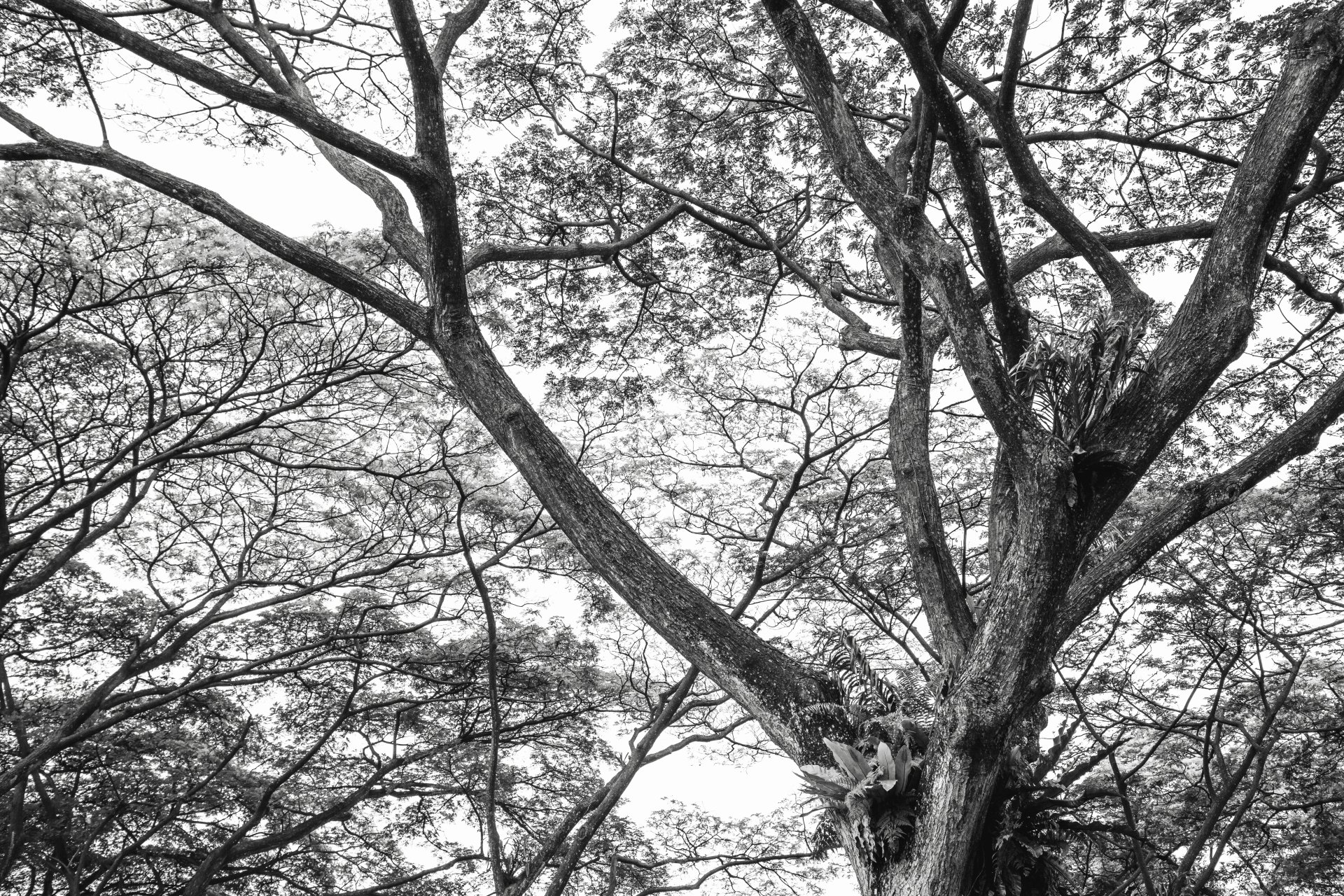 Download Nature Tree 4k Ultra HD Wallpaper