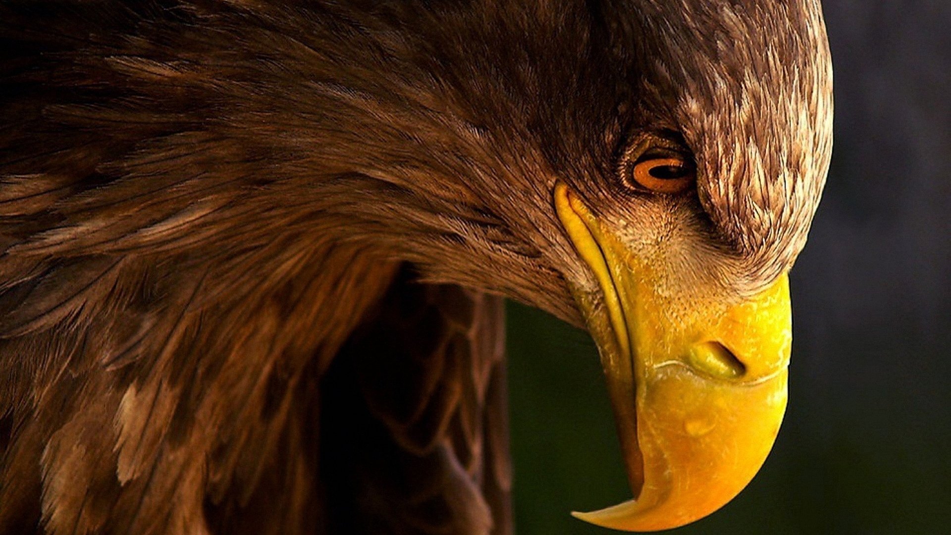 Majestic Eagle HD Wallpaper: Nature's Fierce Majesty in Focus