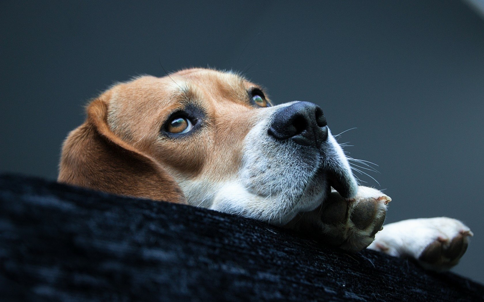 Peaceful Beagle Portrait – HD Animal Wallpaper