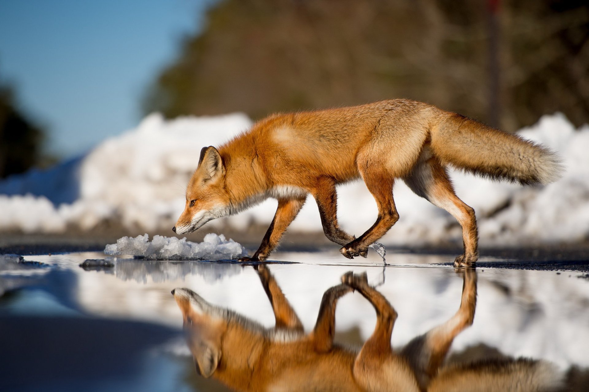 Majestic Fox in HD: Nature’s Silent Hunter in Snowy Reflection