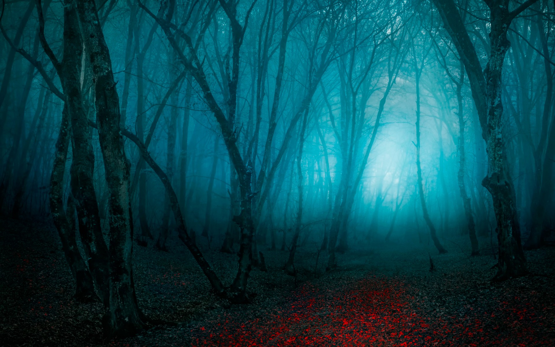 Download Nature Fog HD Wallpaper