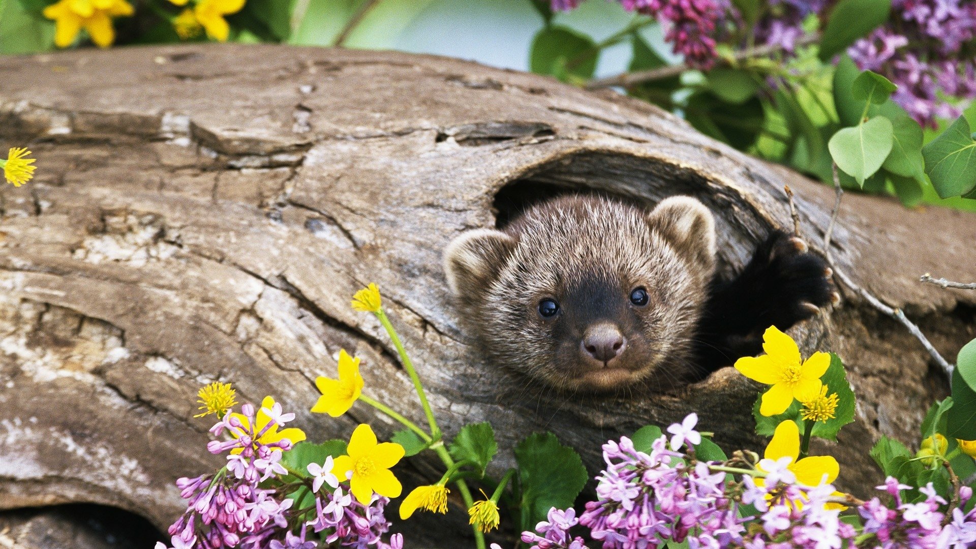 Download Animal Ferret HD Wallpaper