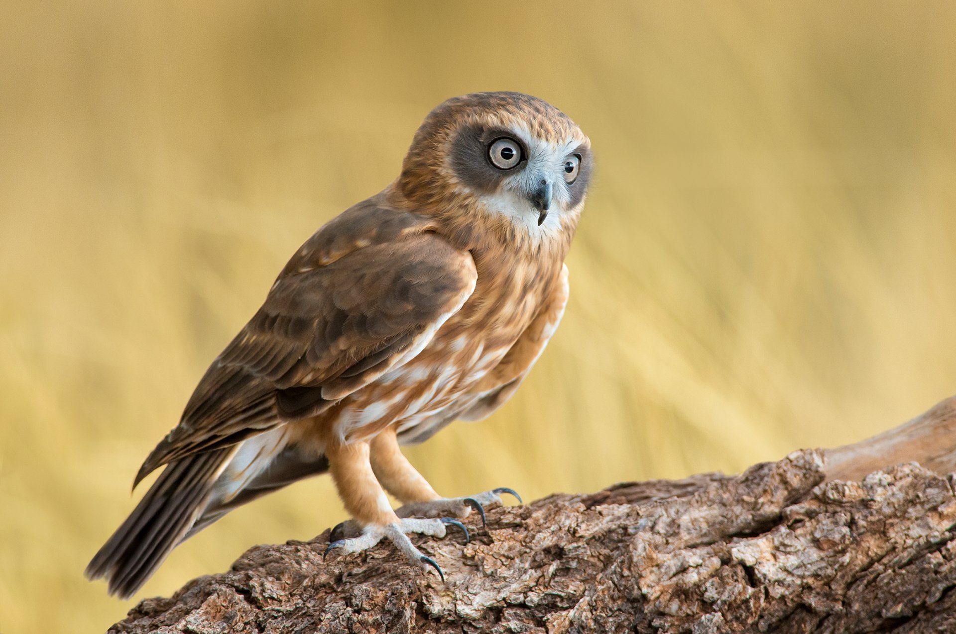 Download Bobook Southern Boobook Animal Owl HD Wallpaper