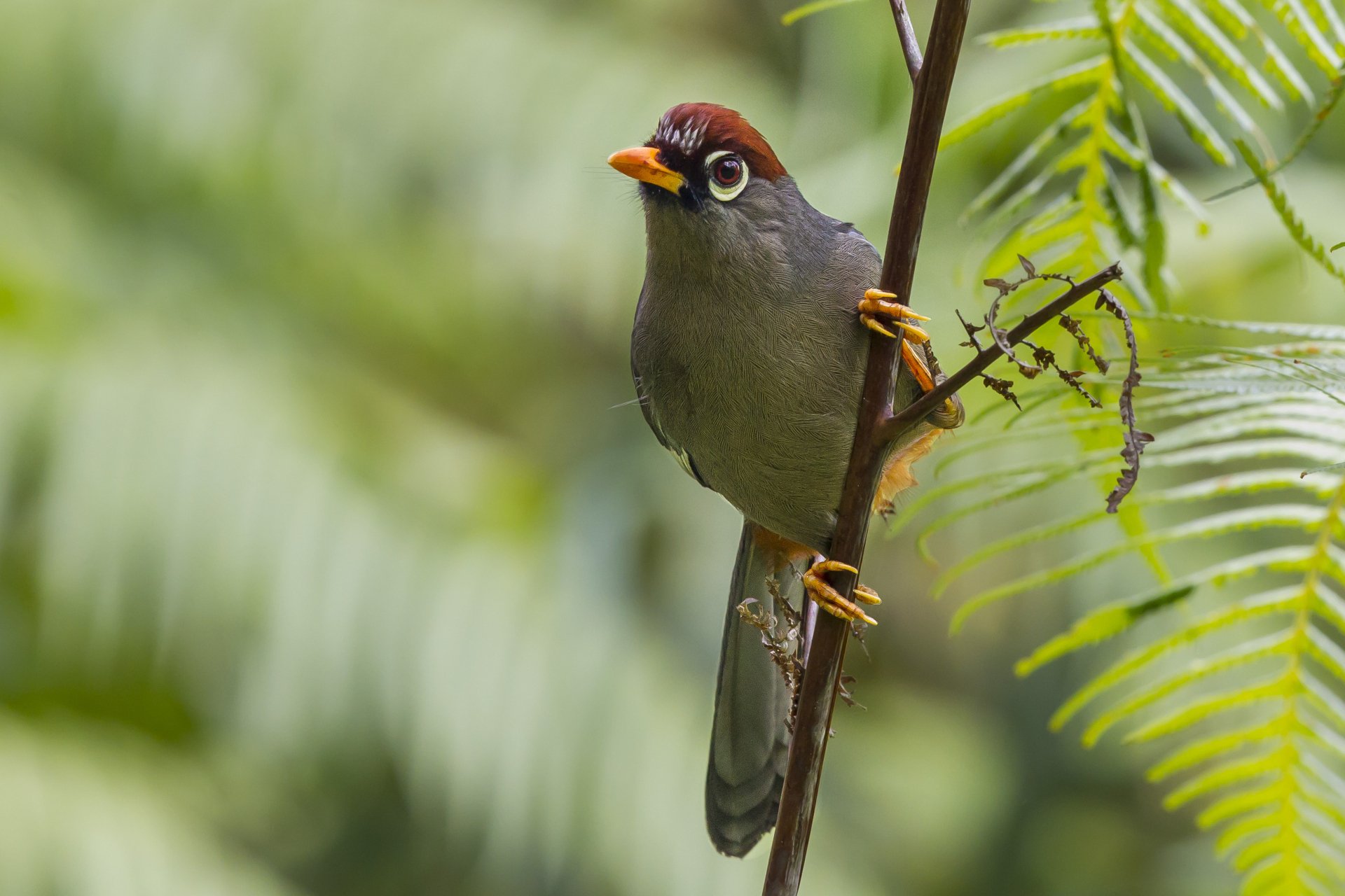Download Bokeh Laughningthrush Chestnut-capped Laughingthrush Animal ...