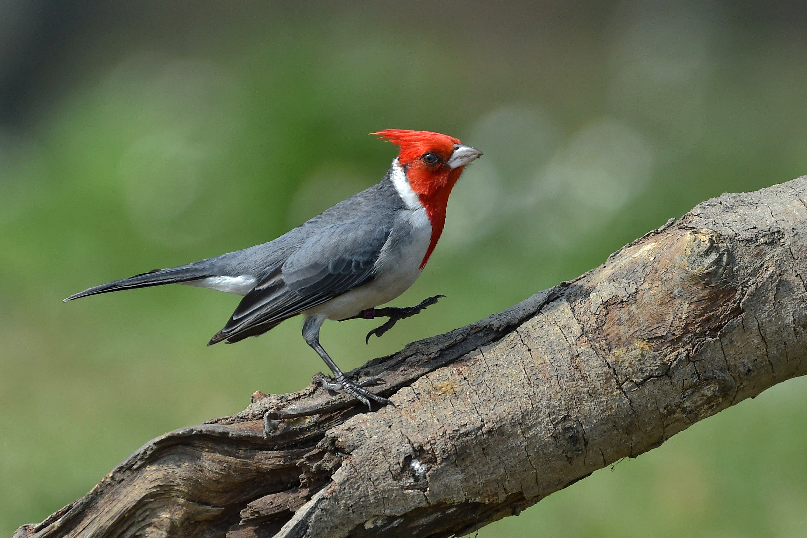 Red-Crested Cardinal HD Wallpaper