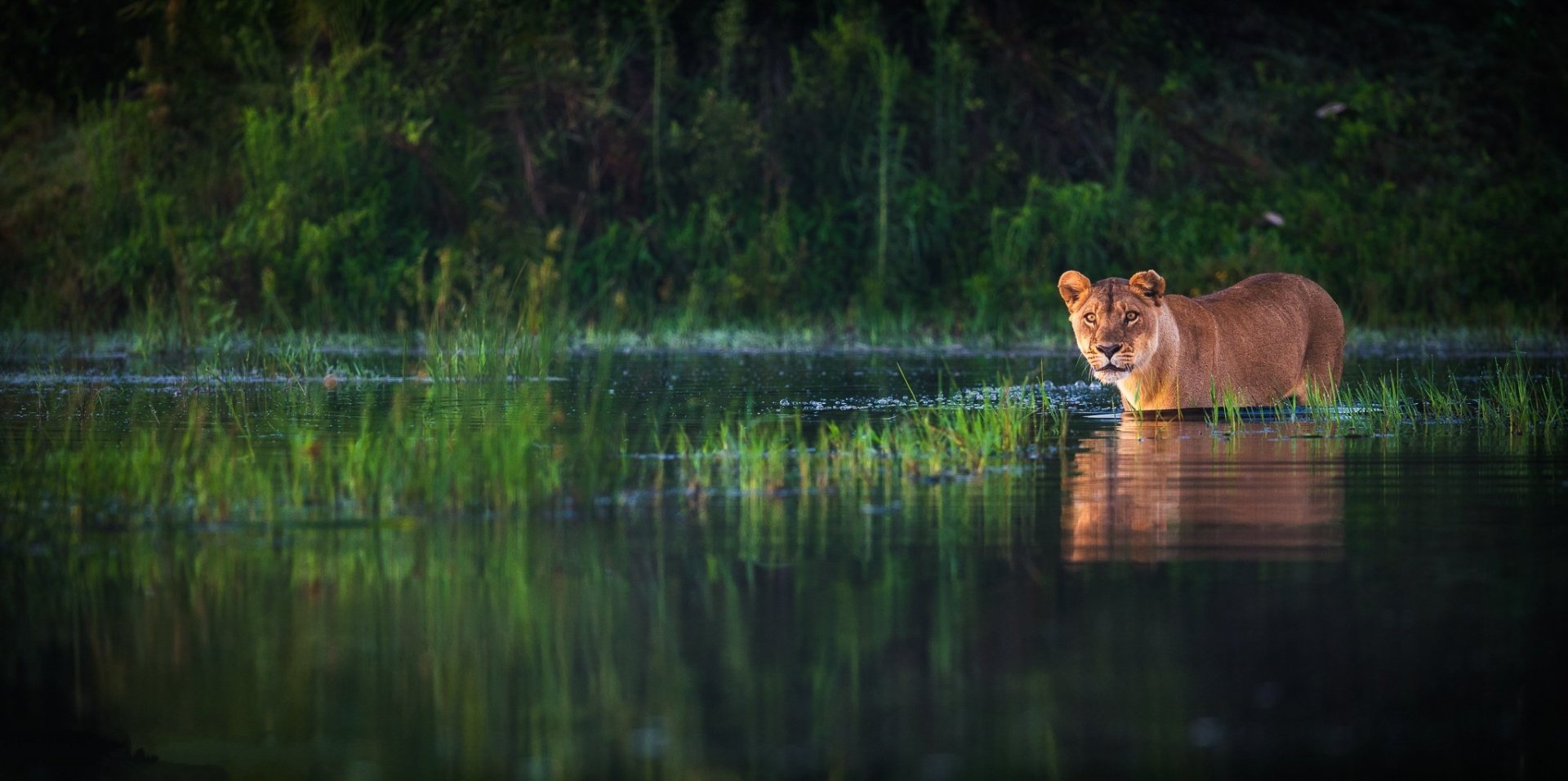 Download Animal Lion Wallpaper