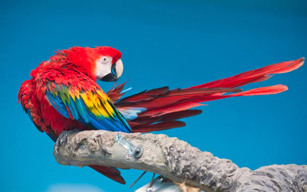 Download Macaw Animal Scarlet Macaw HD Wallpaper