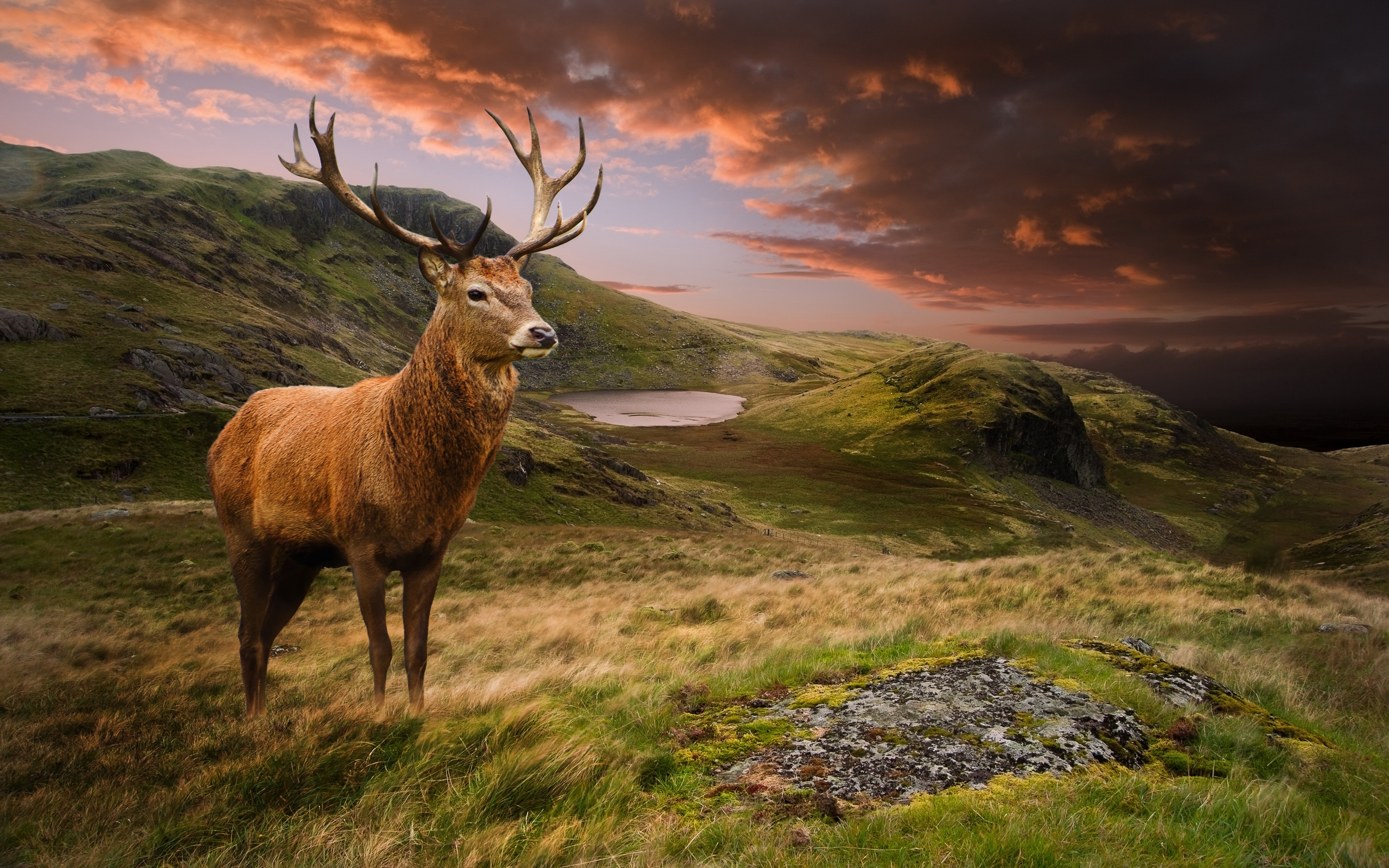 Download Animal Deer HD Wallpaper