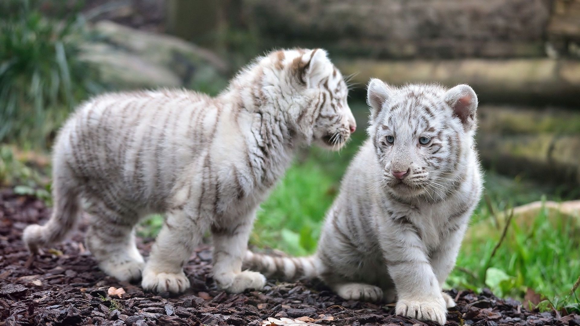 Stunning HD Wallpaper Of Playful White Tiger Cubs Stunning HD Wallpaper Of Playful White Tiger Cubs