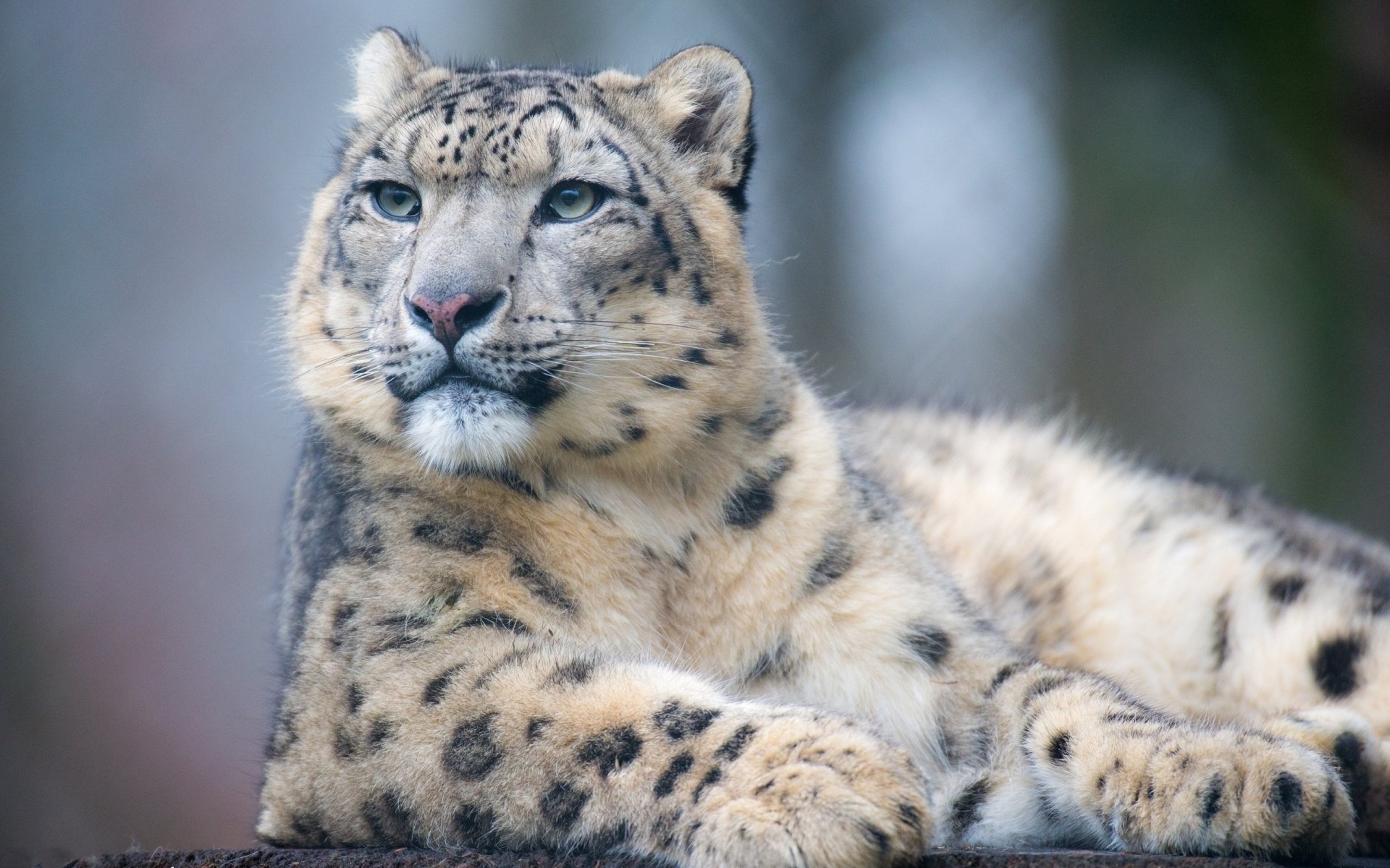 Download Animal Snow Leopard HD Wallpaper