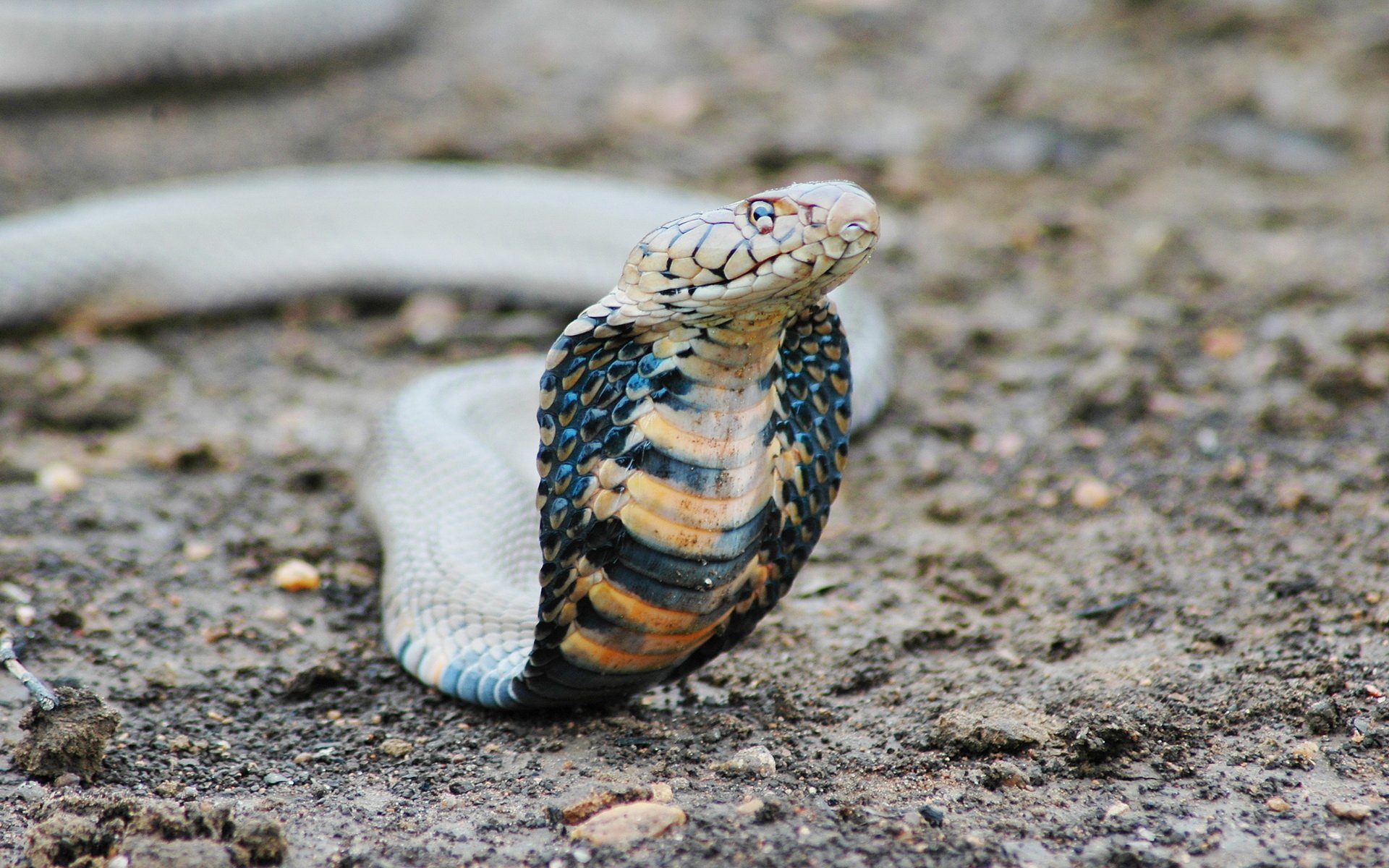 King Cobra Full HD Wallpaper And Background Image 1920x1200 ID 596444