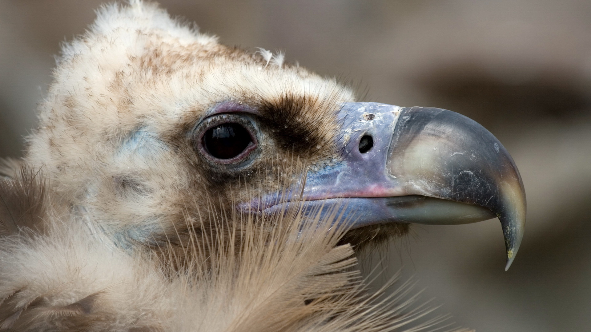 Download Animal Vulture HD Wallpaper