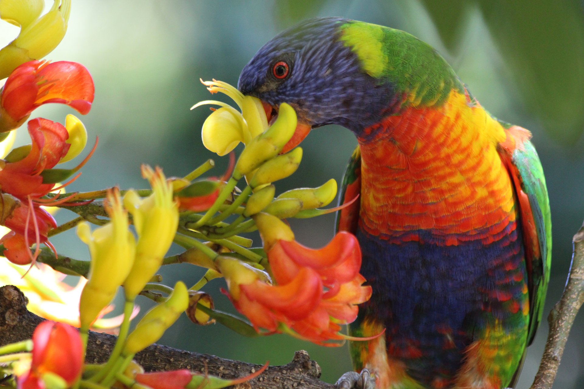 Rainbow Lorikeet Among Moreton Bay Chestnut Blossoms – 4K Ultra HD ...