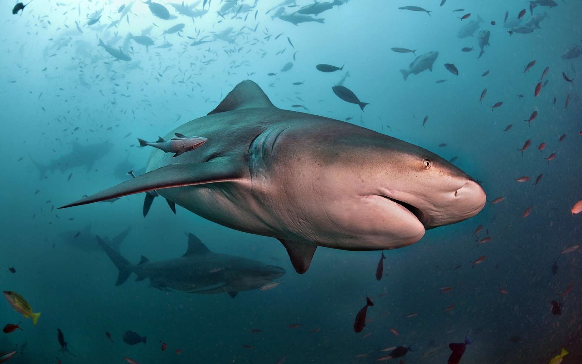 Download Animal Shark HD Wallpaper