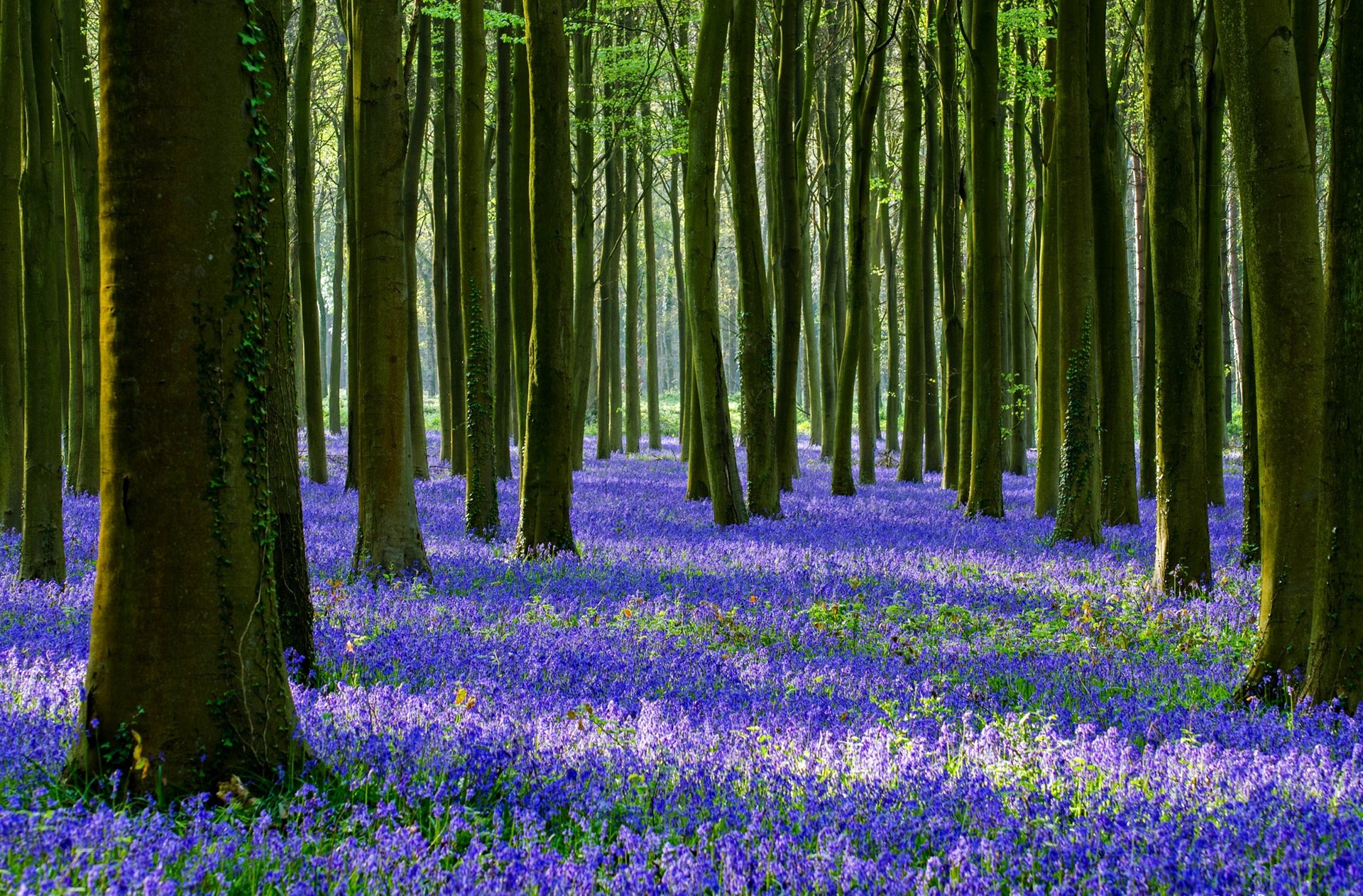 Enchanted Spring Forest: Vibrant 4K Bloom Beneath Towering Trees