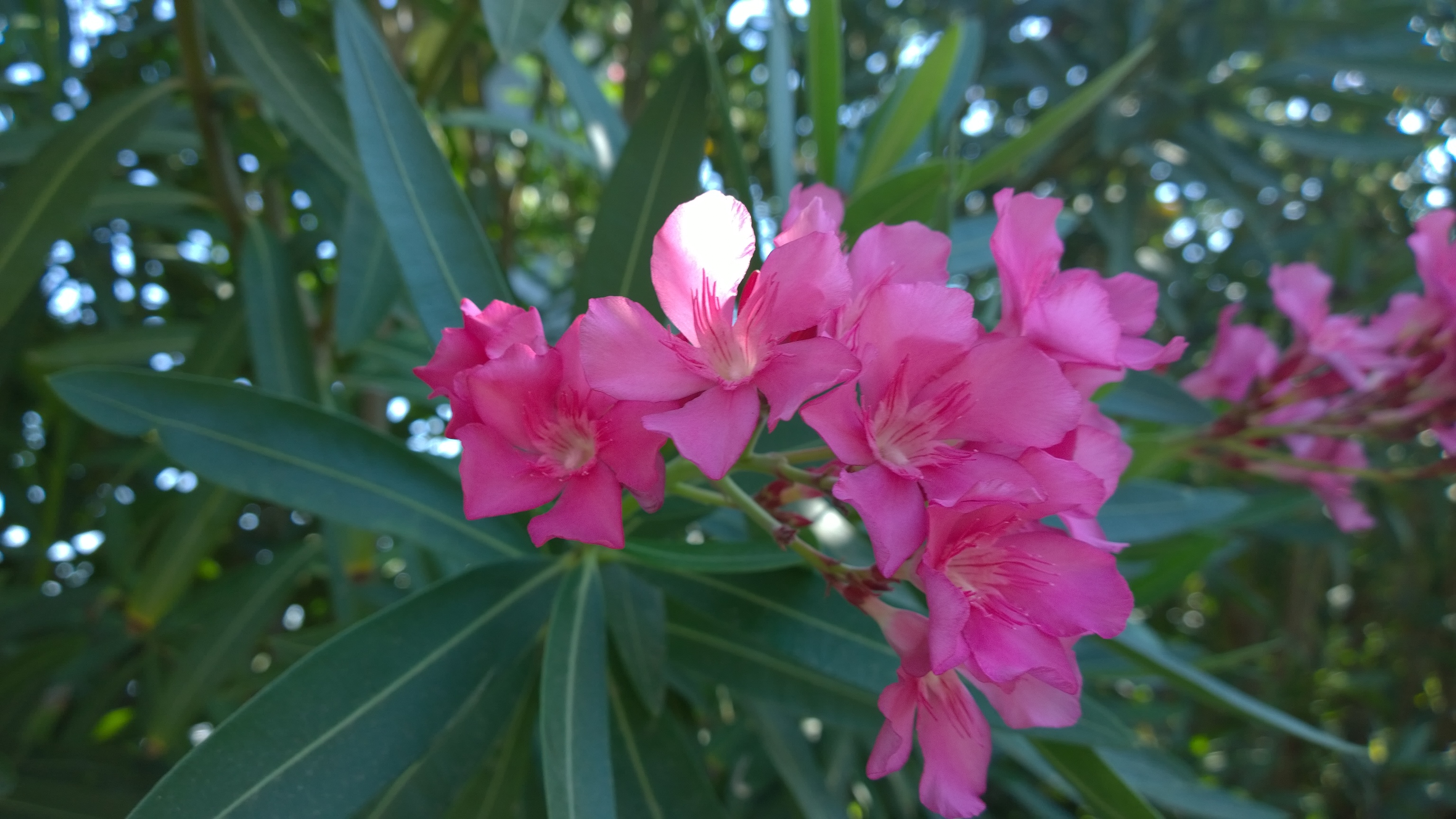 Pink Flowers by Krellemeister