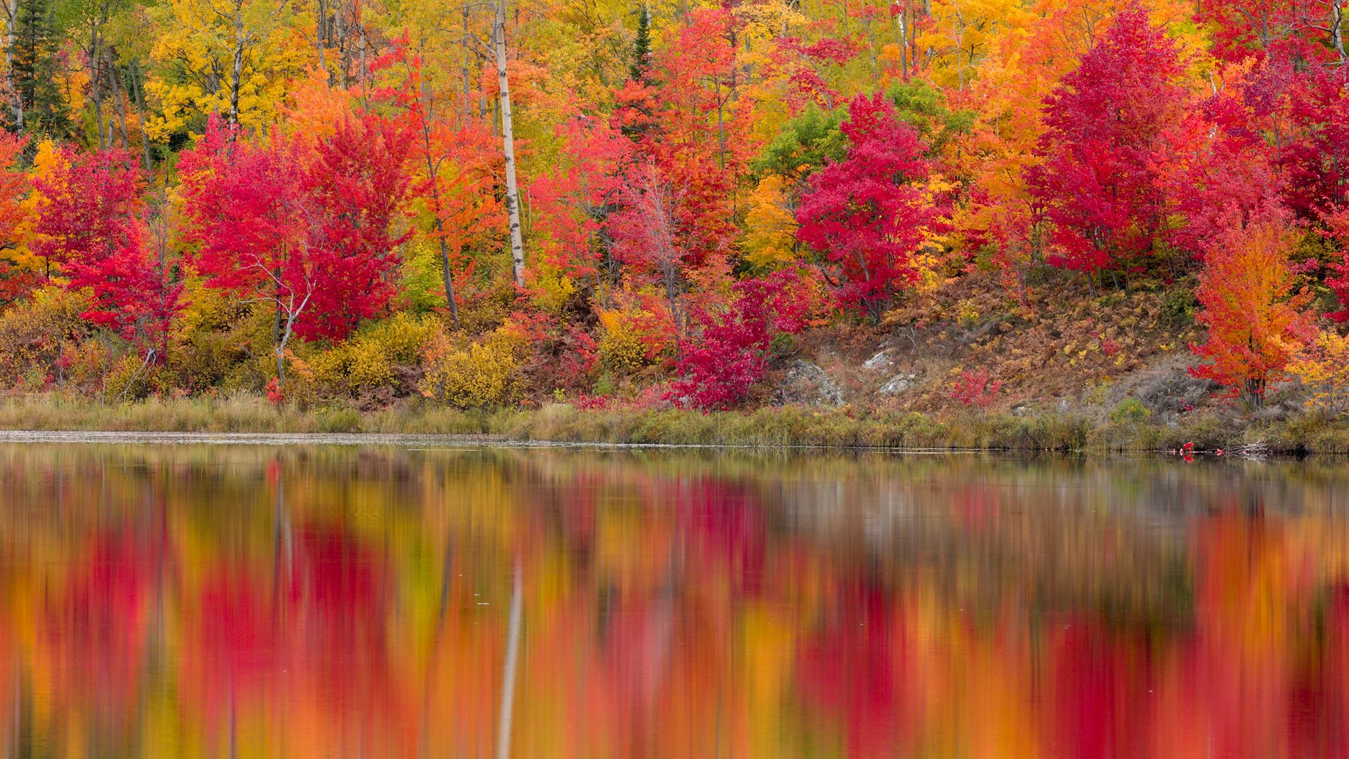 Vibrant Autumn Forest Reflection HD Wallpaper