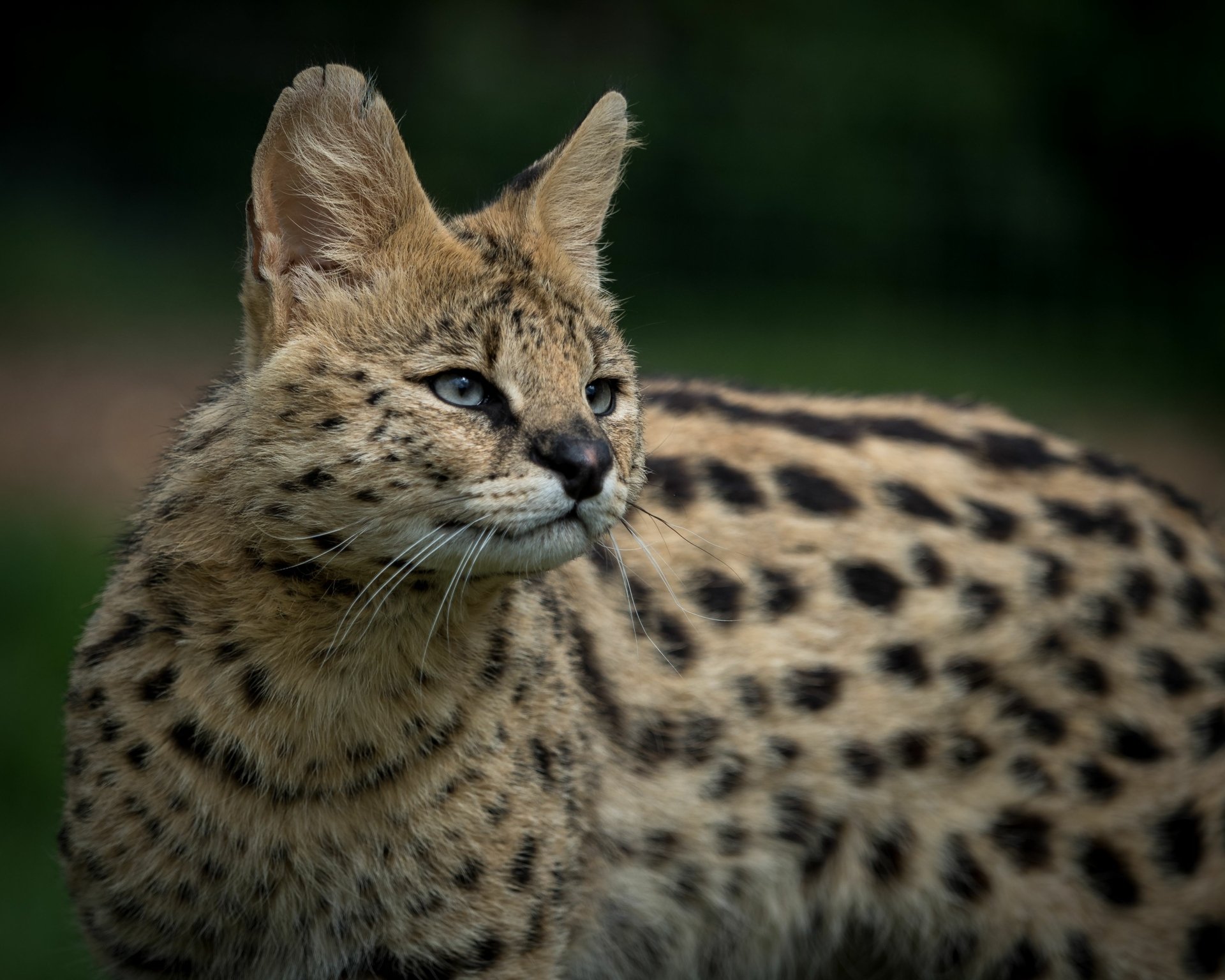 Serval Majesty — 4K Ultra HD Wallpaper