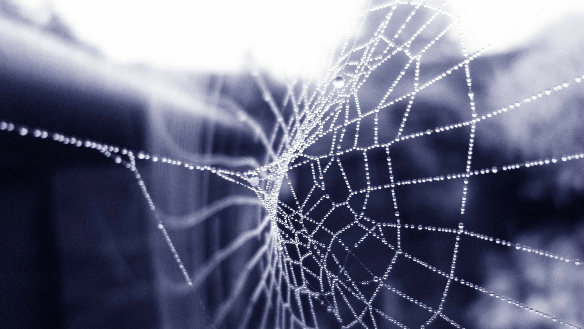 Download Photography Spider Web HD Wallpaper