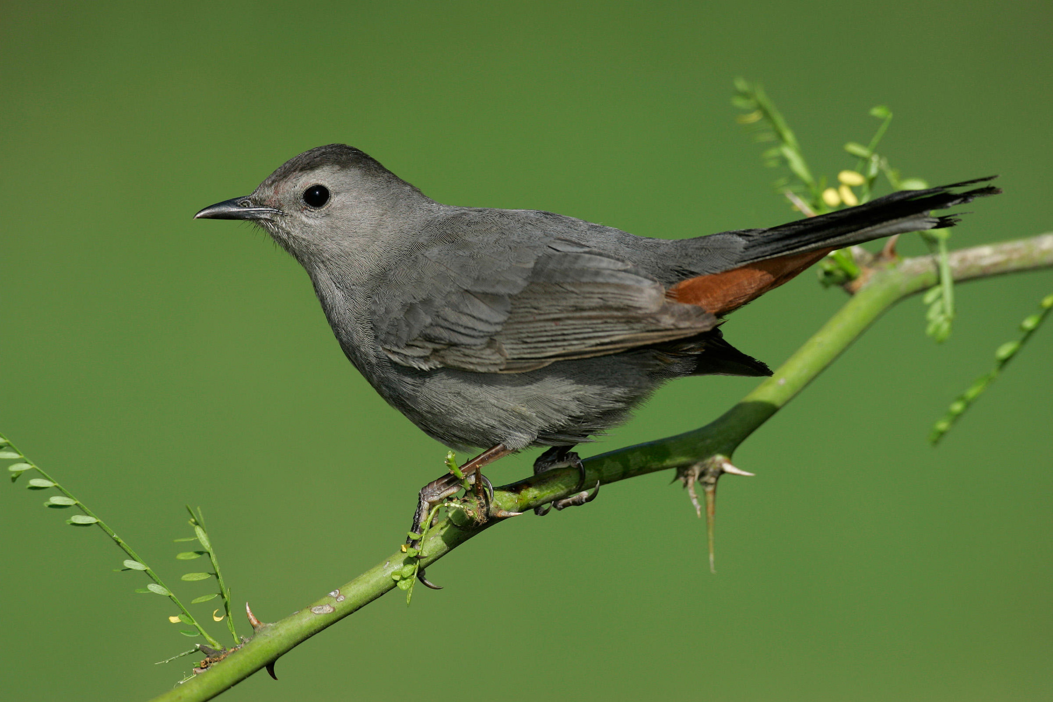 Download Animal Bird HD Wallpaper