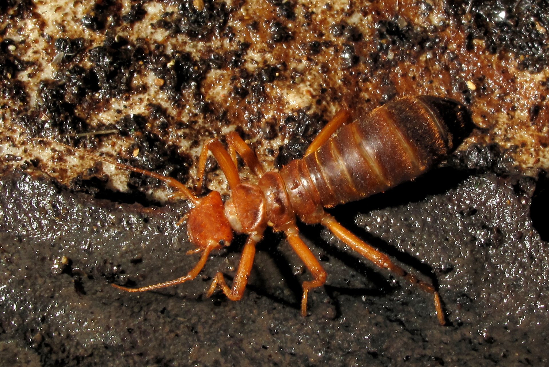 Download Animal Insect 4k Ultra HD Wallpaper