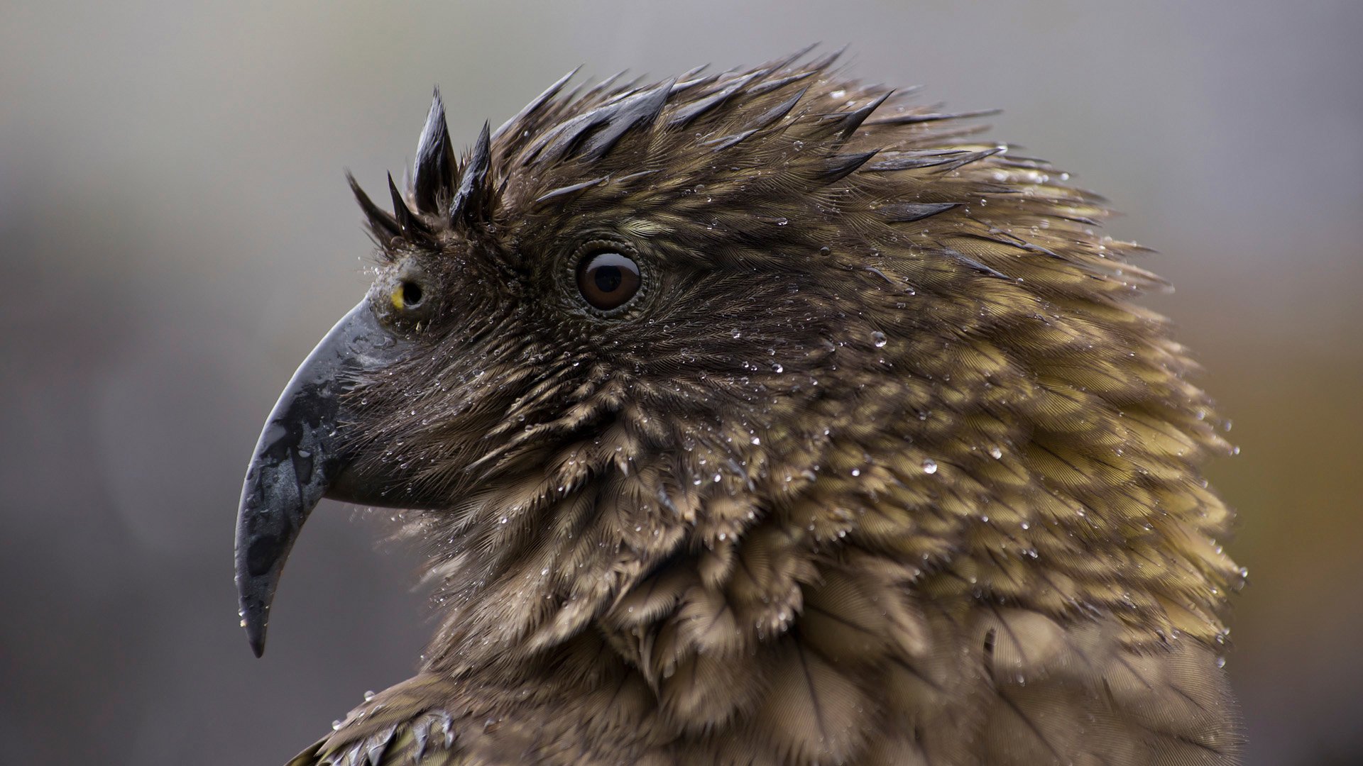 Download Animal Kea HD Wallpaper