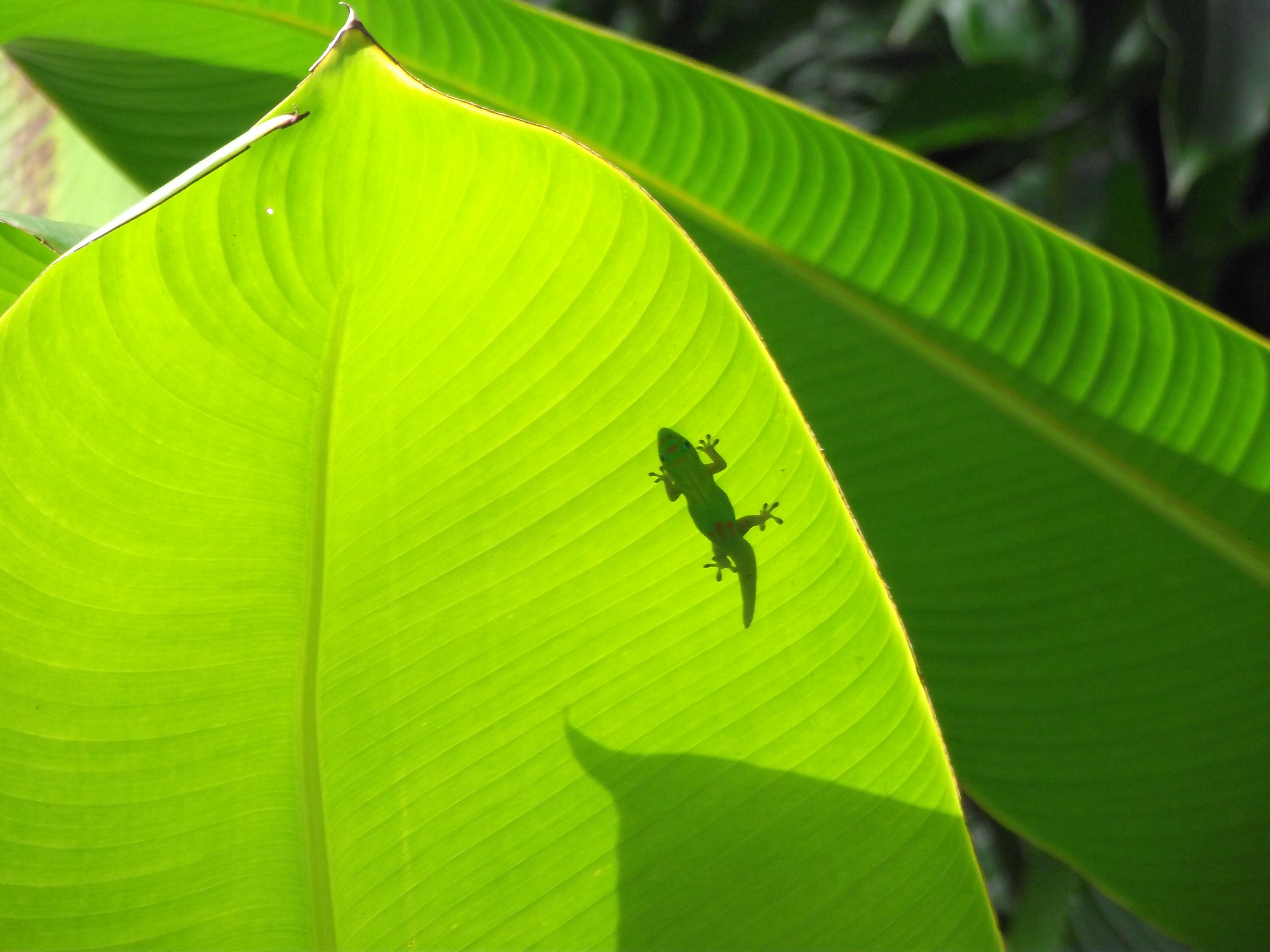 Download Animal Gecko 4k Ultra HD Wallpaper