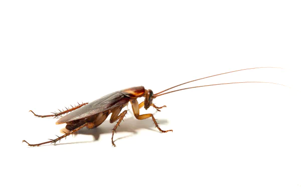 Cockroach Wallpapers
