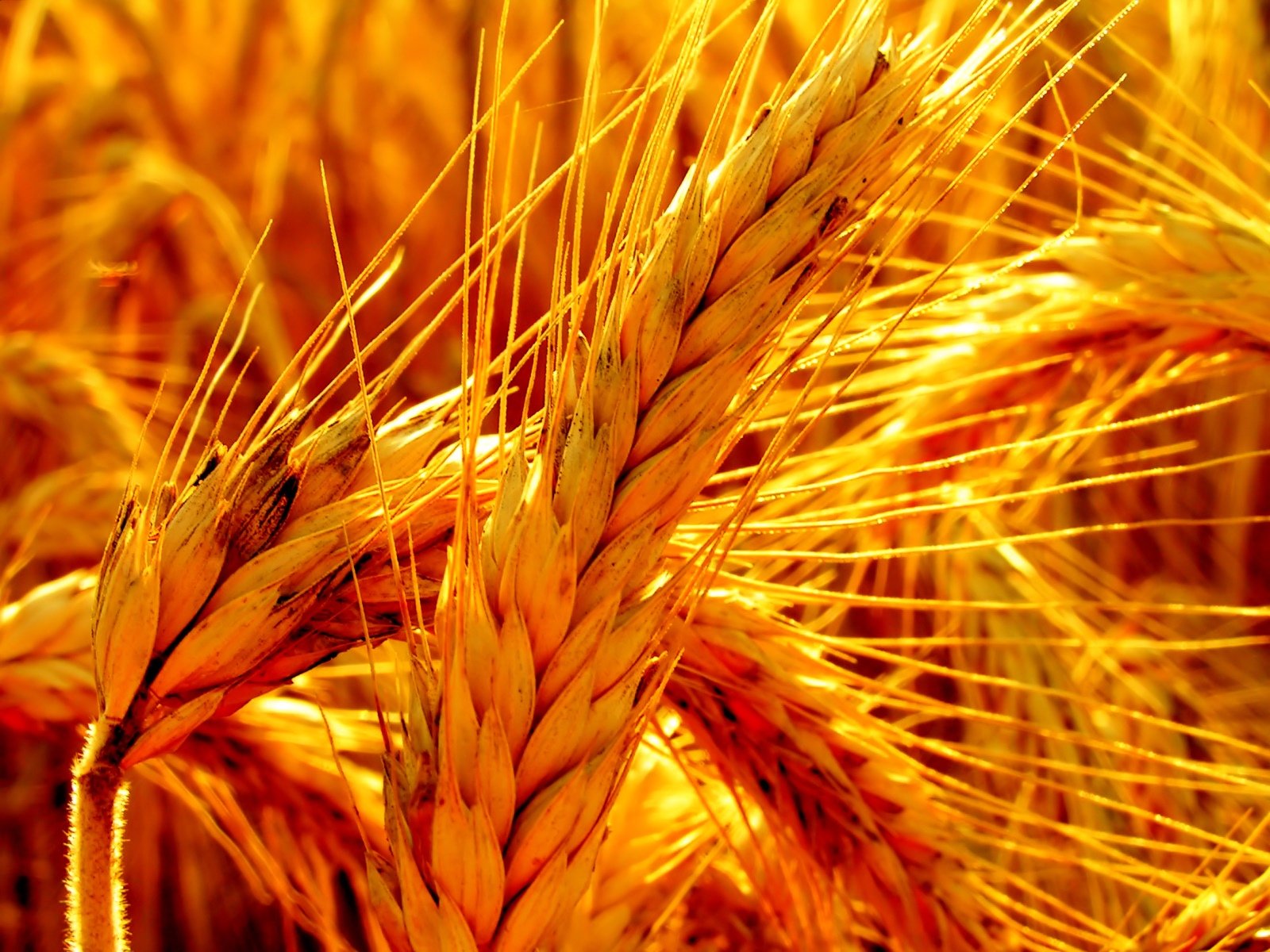 Golden Wheat Fields: Nature’s HD Harvest Harmony