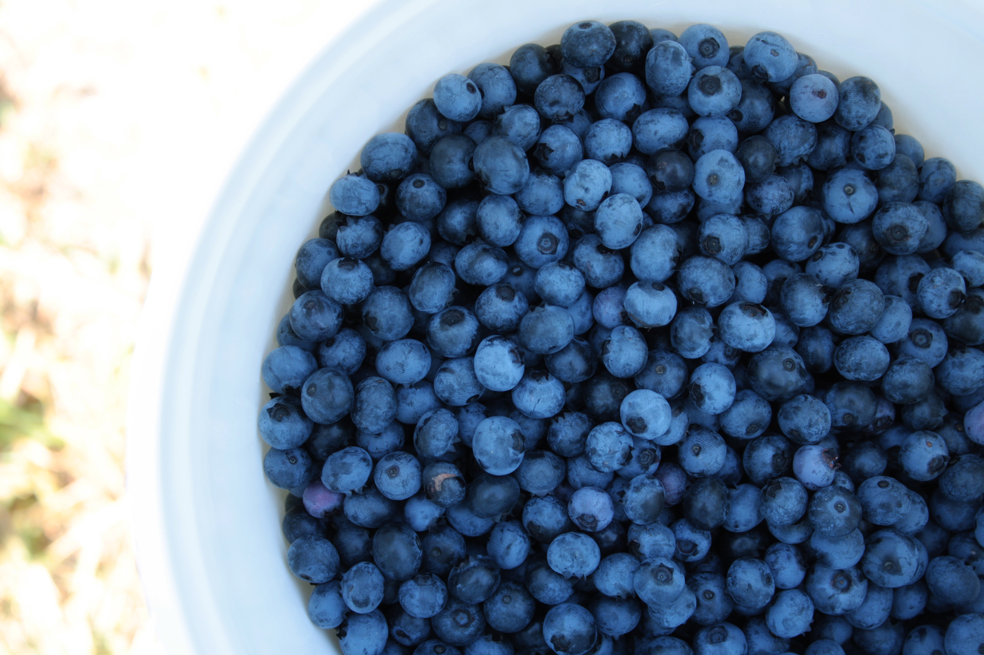 Food Blueberry HD Wallpaper