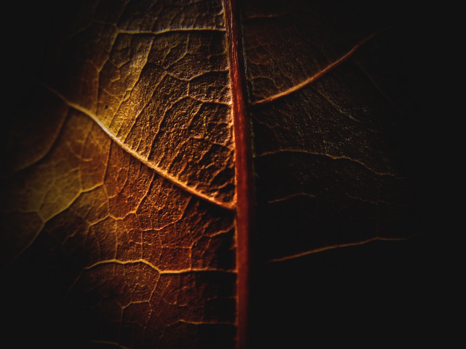 Download Nature Leaf Wallpaper | 1600x1200 | Wallpaper Abyss