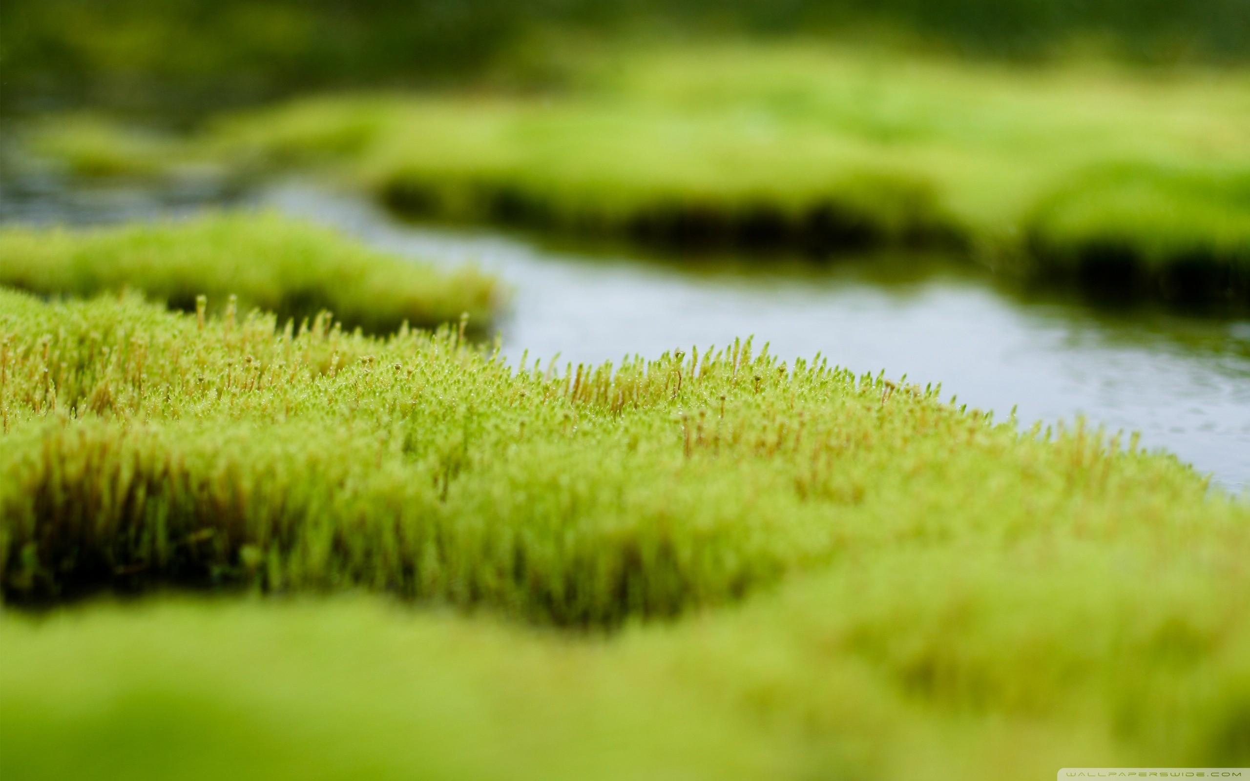 Lush Green Moss HD Desktop Wallpaper