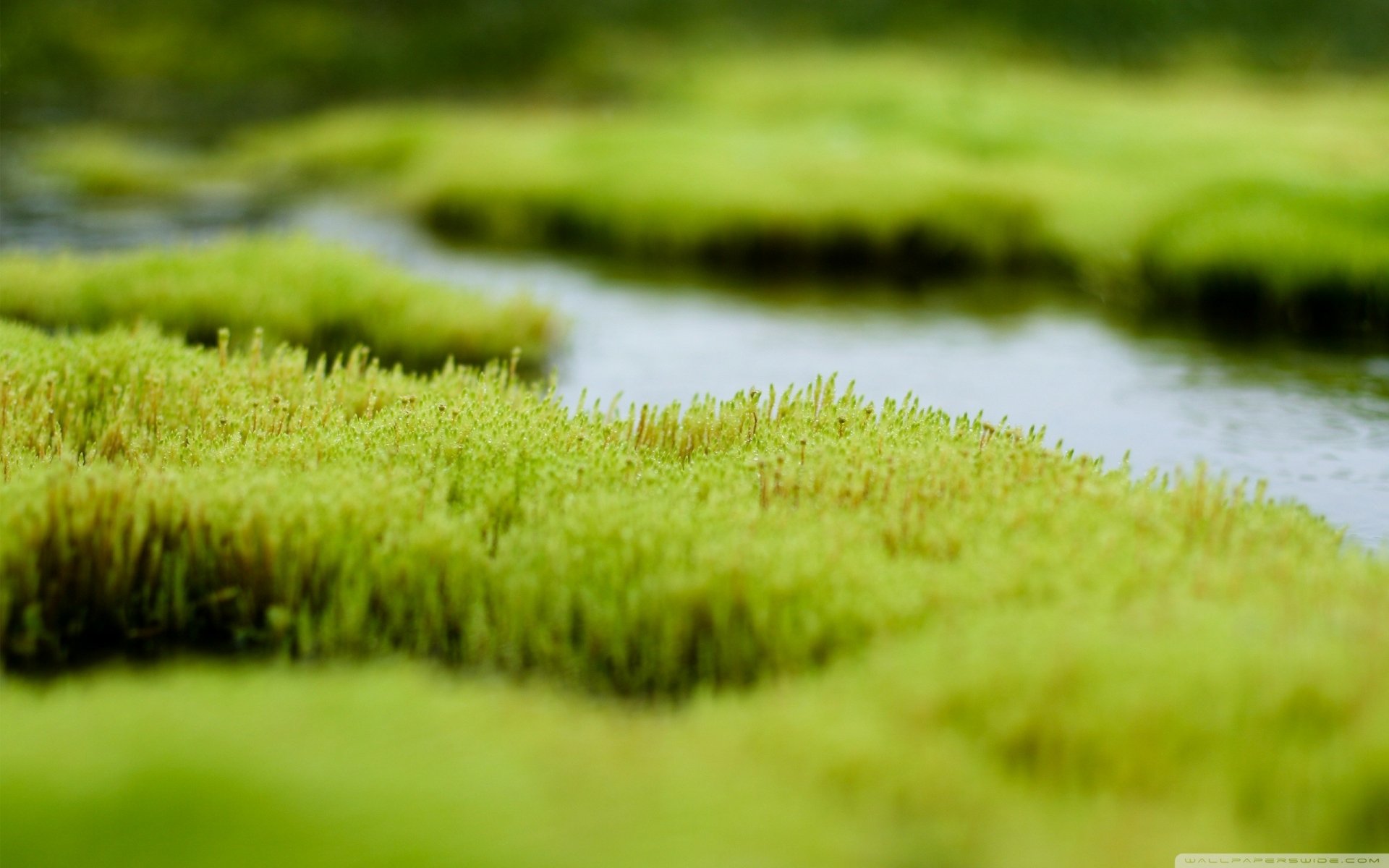 Lush Green Moss HD Desktop Wallpaper