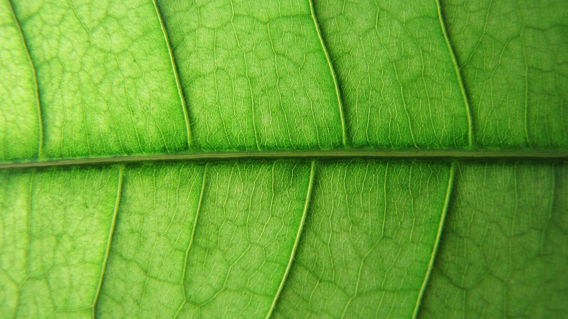 Download Nature Leaf HD Wallpaper